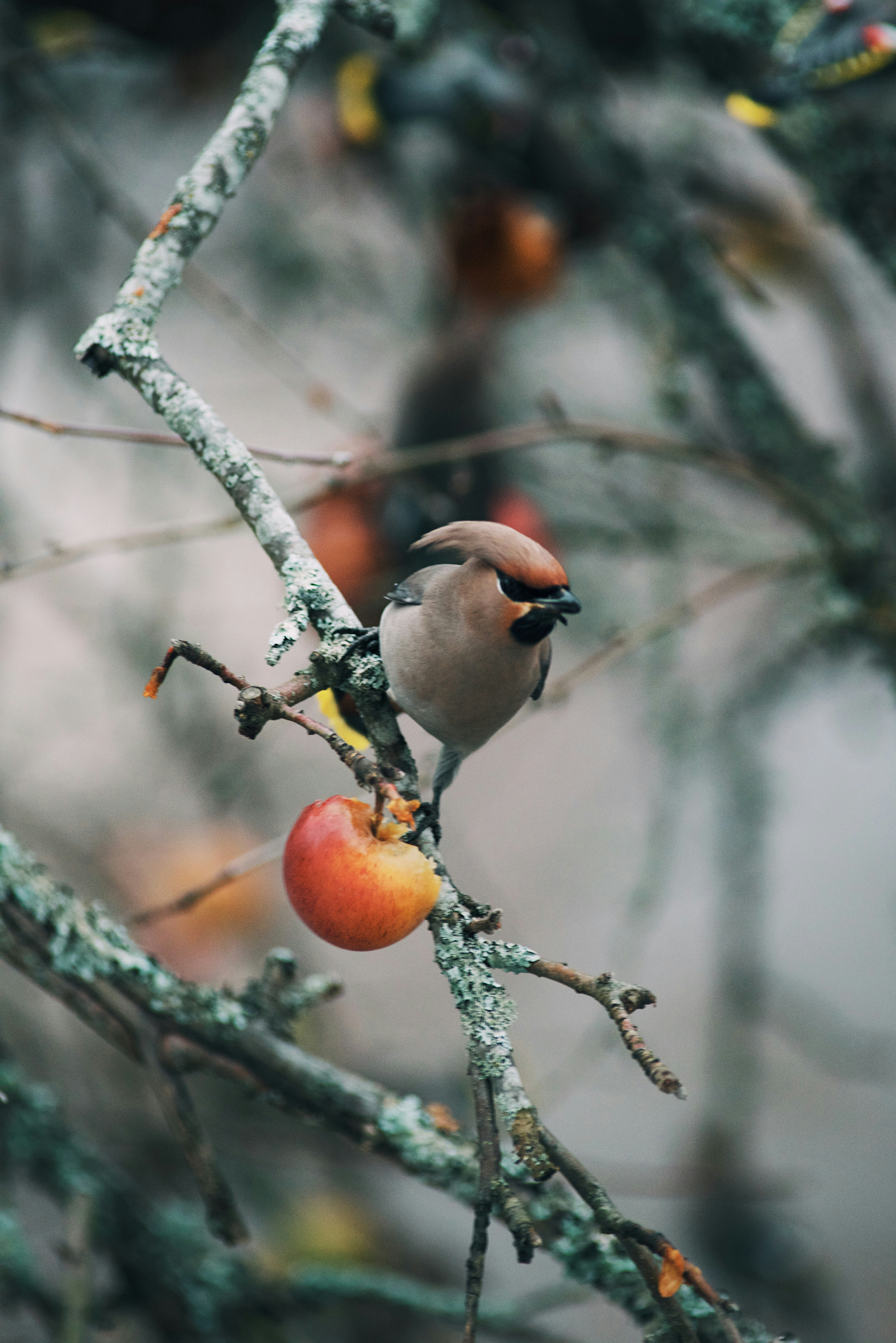 Crimson-capped Finch Perched on Mossy Branch with Apple Accent