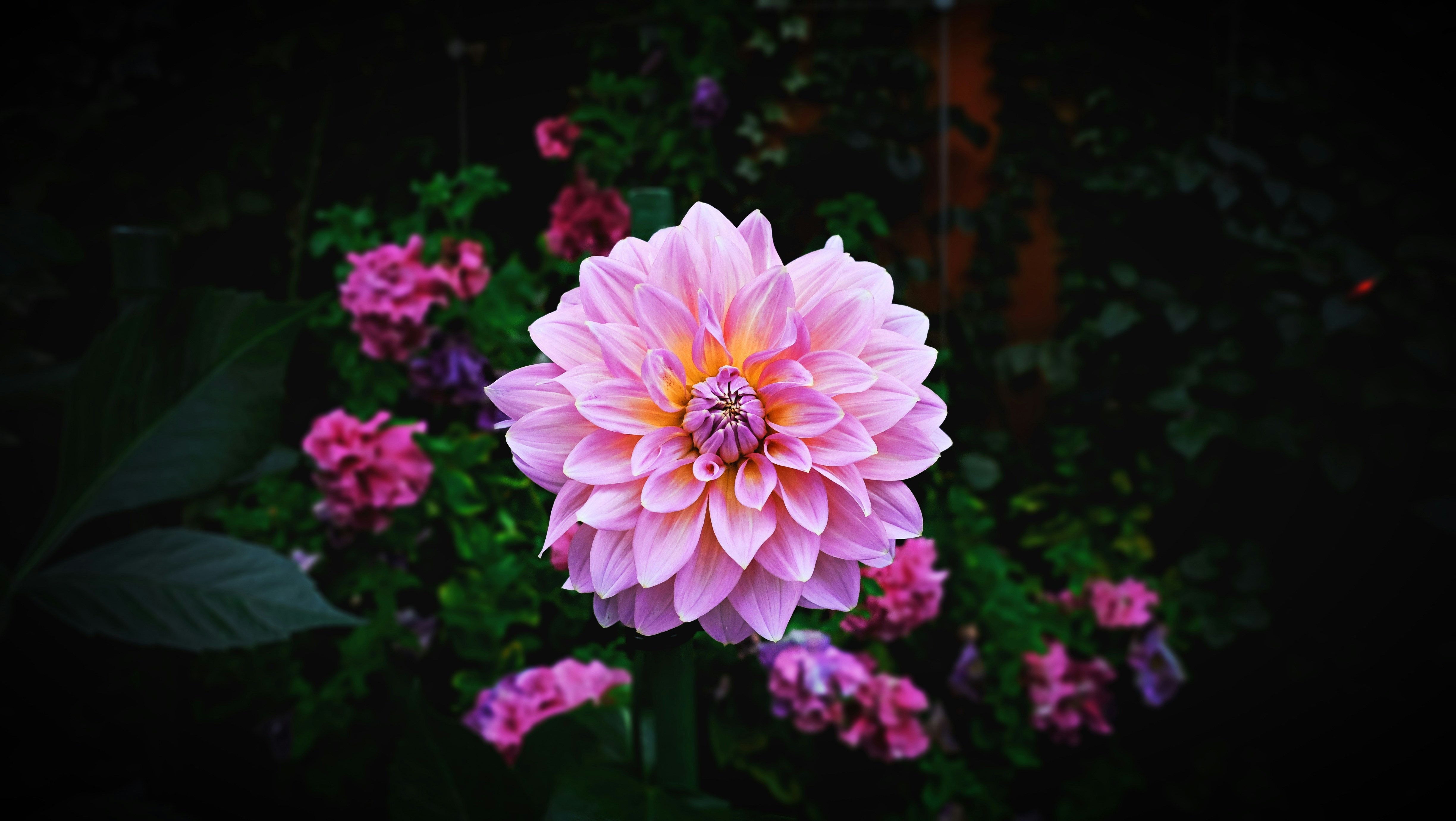 pink and white flower in tilt shift lens