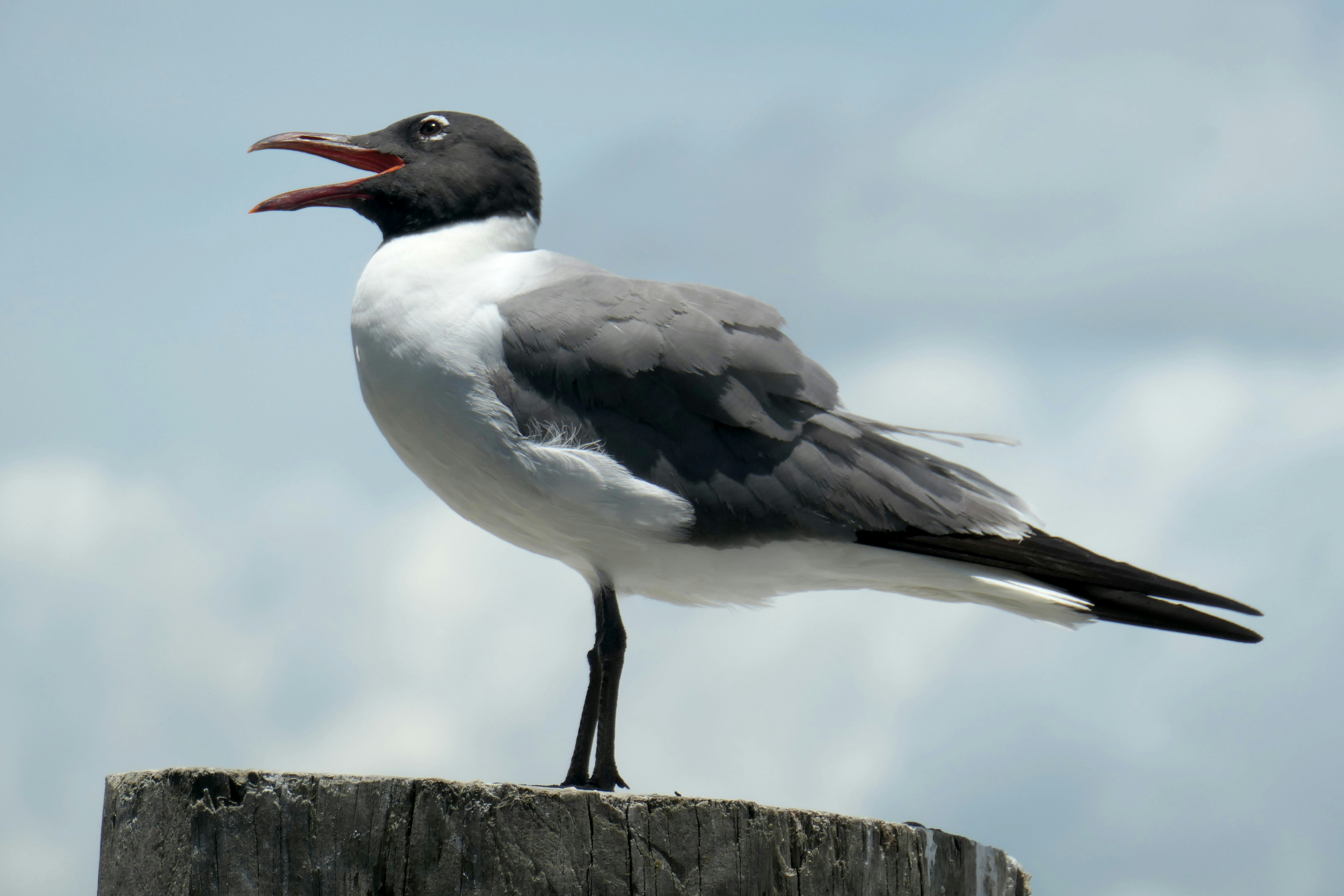 A seagull perched on a wooden post, calling out against a backdrop of soft clouds. Its plumage showcases a blend of gray and white, highlighting its striking features.
