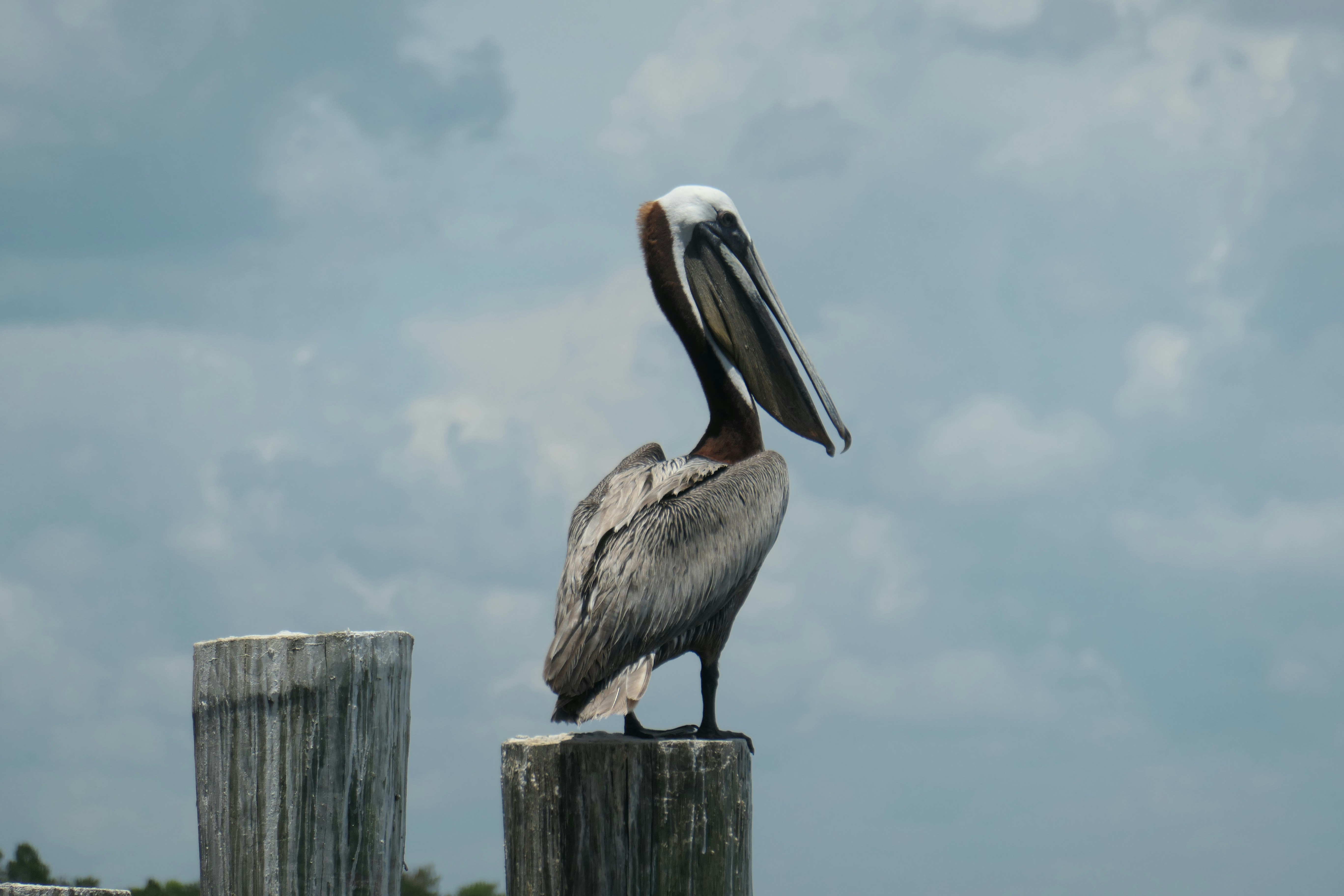 A pelican stands majestically on a wooden post, surrounded by a serene sky filled with clouds. The setting highlights the bird's distinctive features and natural habitat.