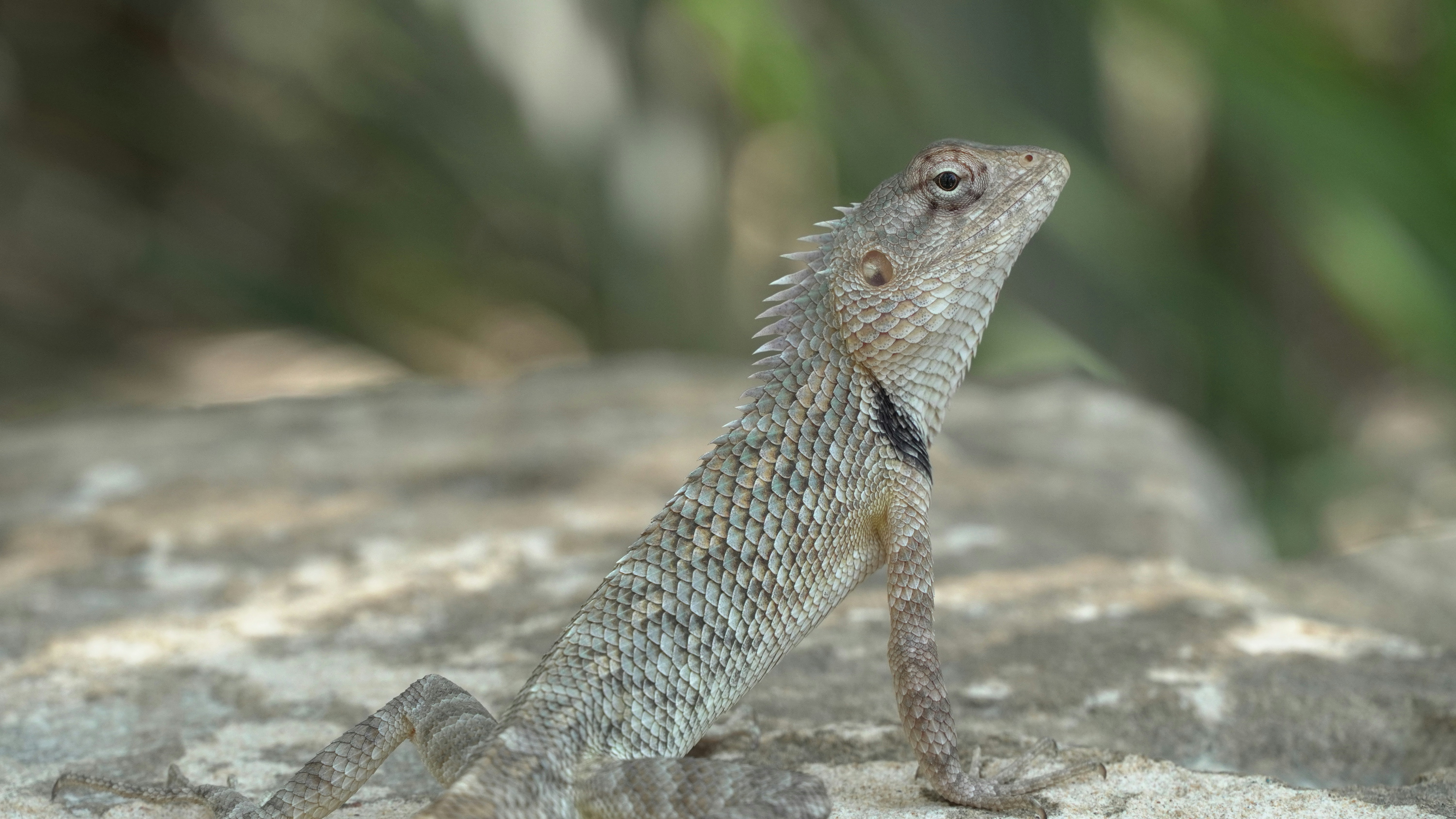 Stonebound Sentinel: A Gray Lizard Reaches Toward the Sun