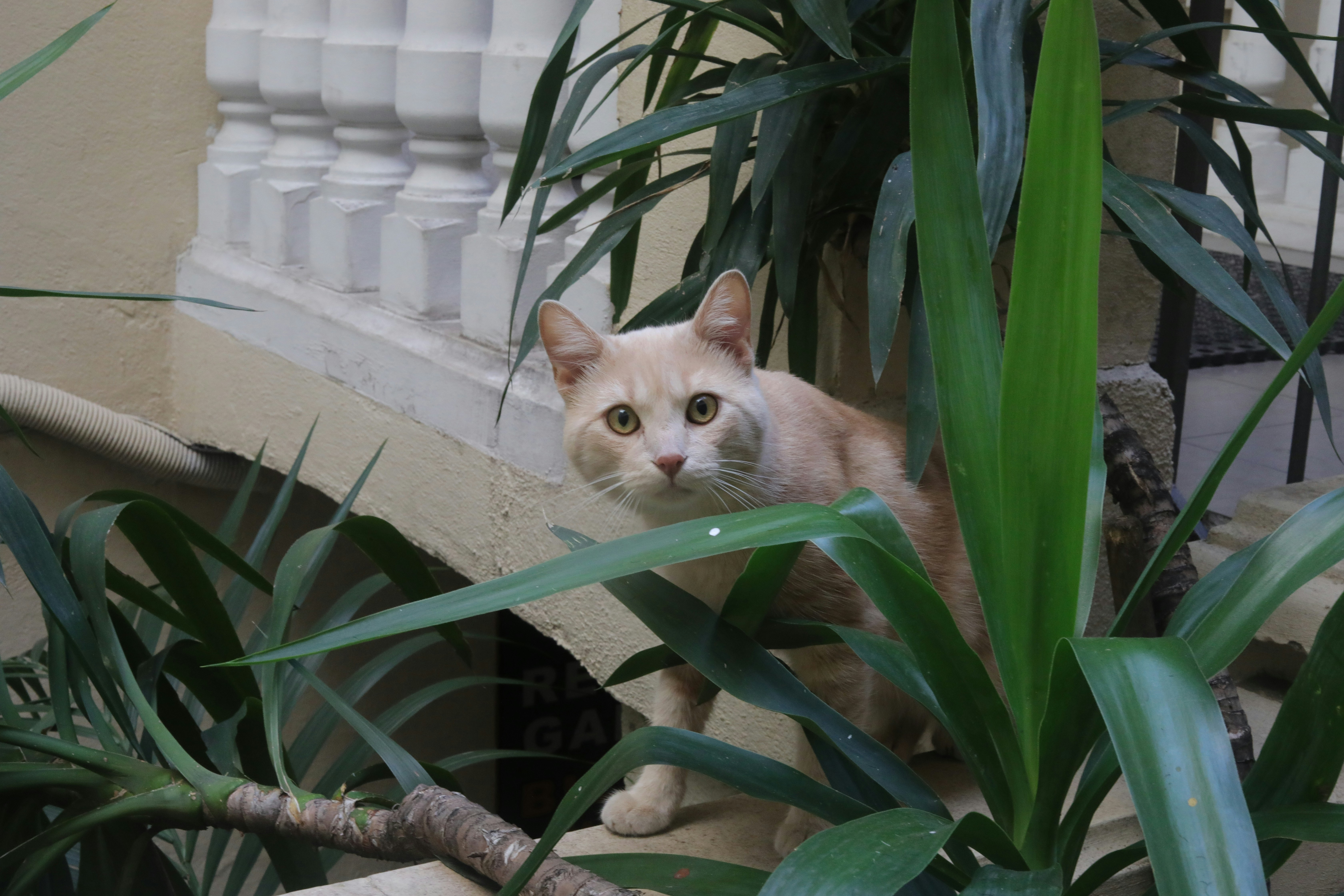 Whiskered Watcher in the Garden