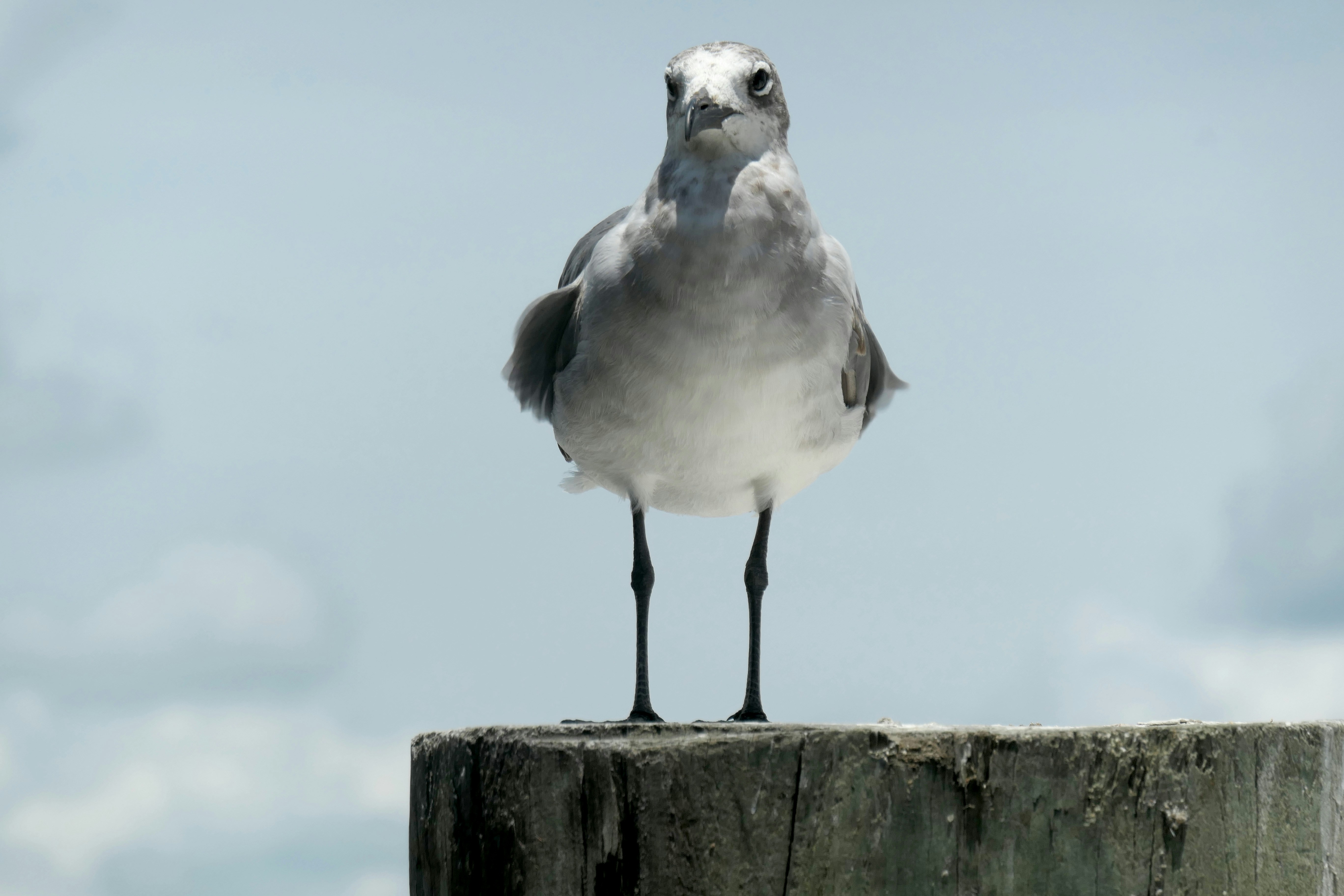 A seagull perches confidently on a weathered post, gazing directly at the viewer against a backdrop of soft clouds and blue sky.