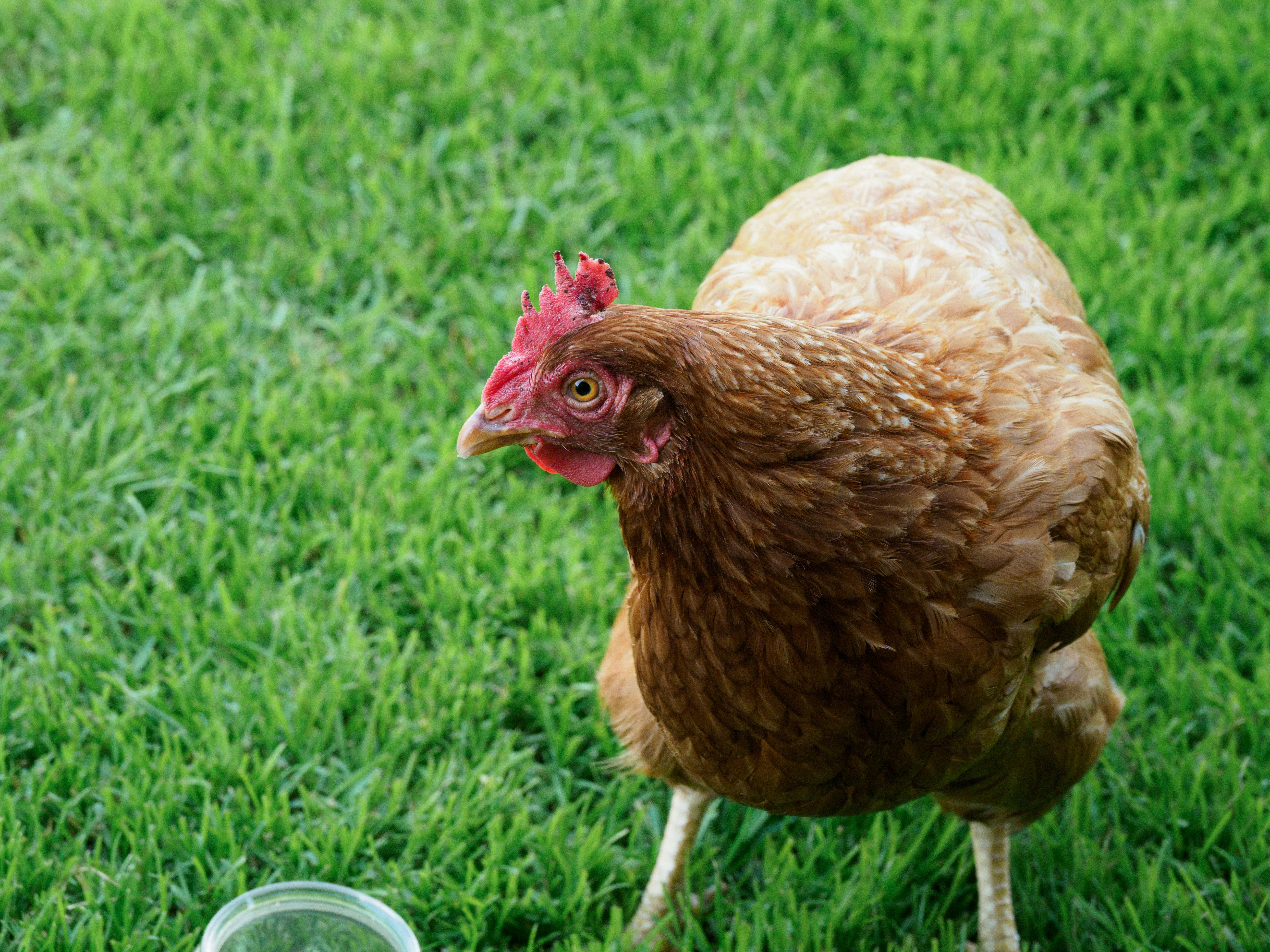 A brown chicken standing on top of a lush green field photo – Free ...