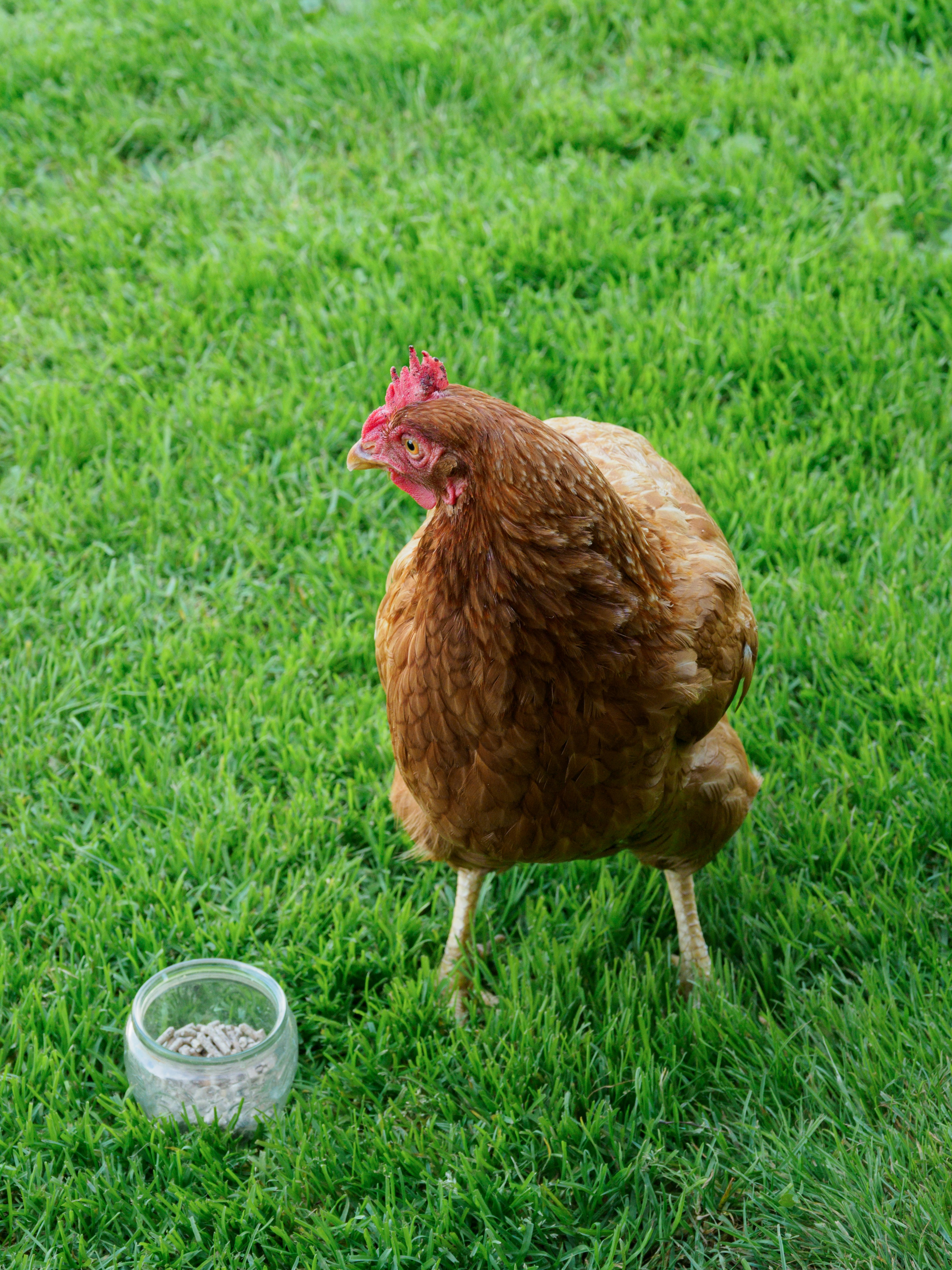 Brown hen on green grass field during daytime photo – Free Animal Image ...