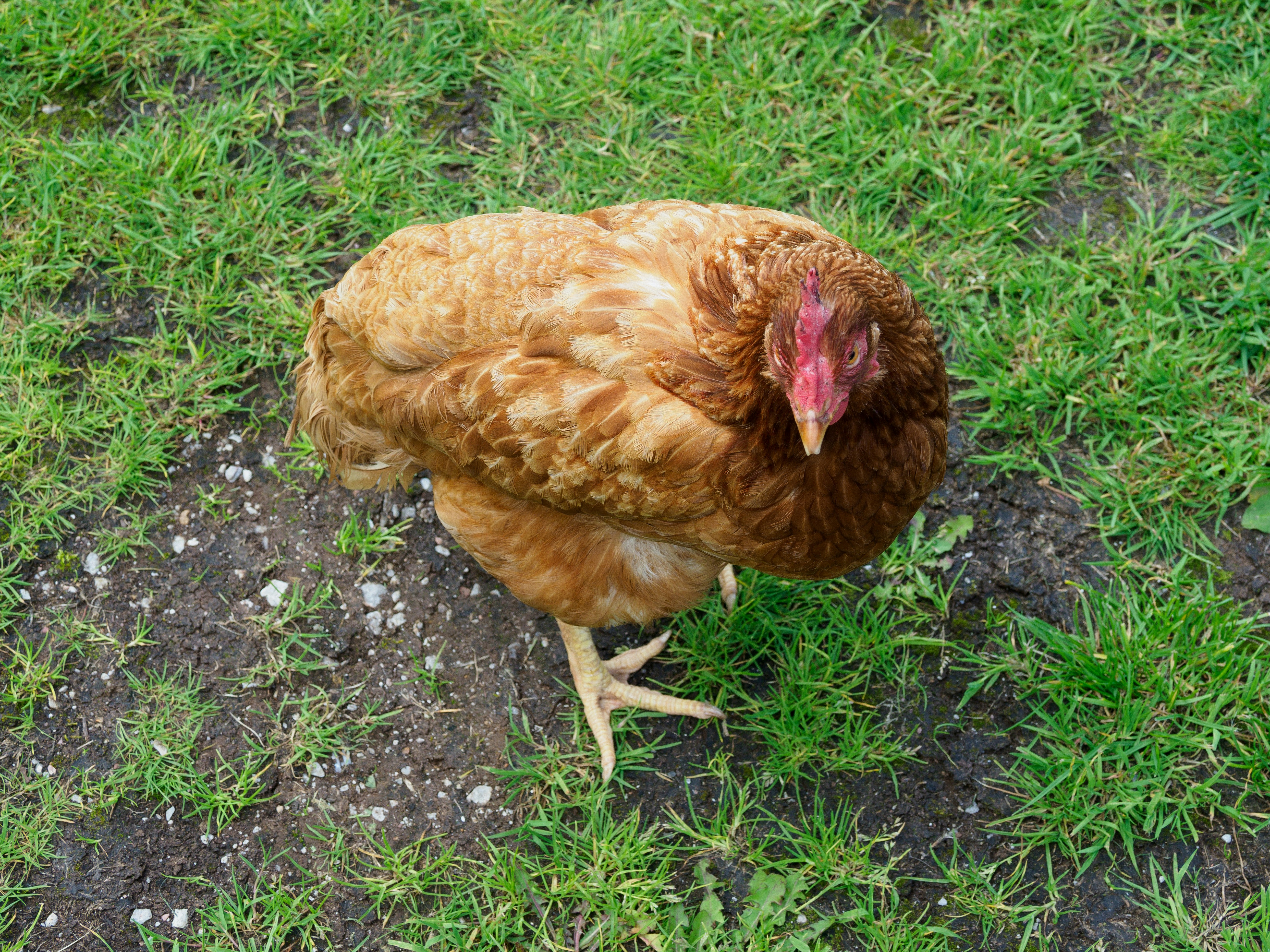 Poule brune sur herbe verte photo – Image gratuite de Marron sur Unsplash