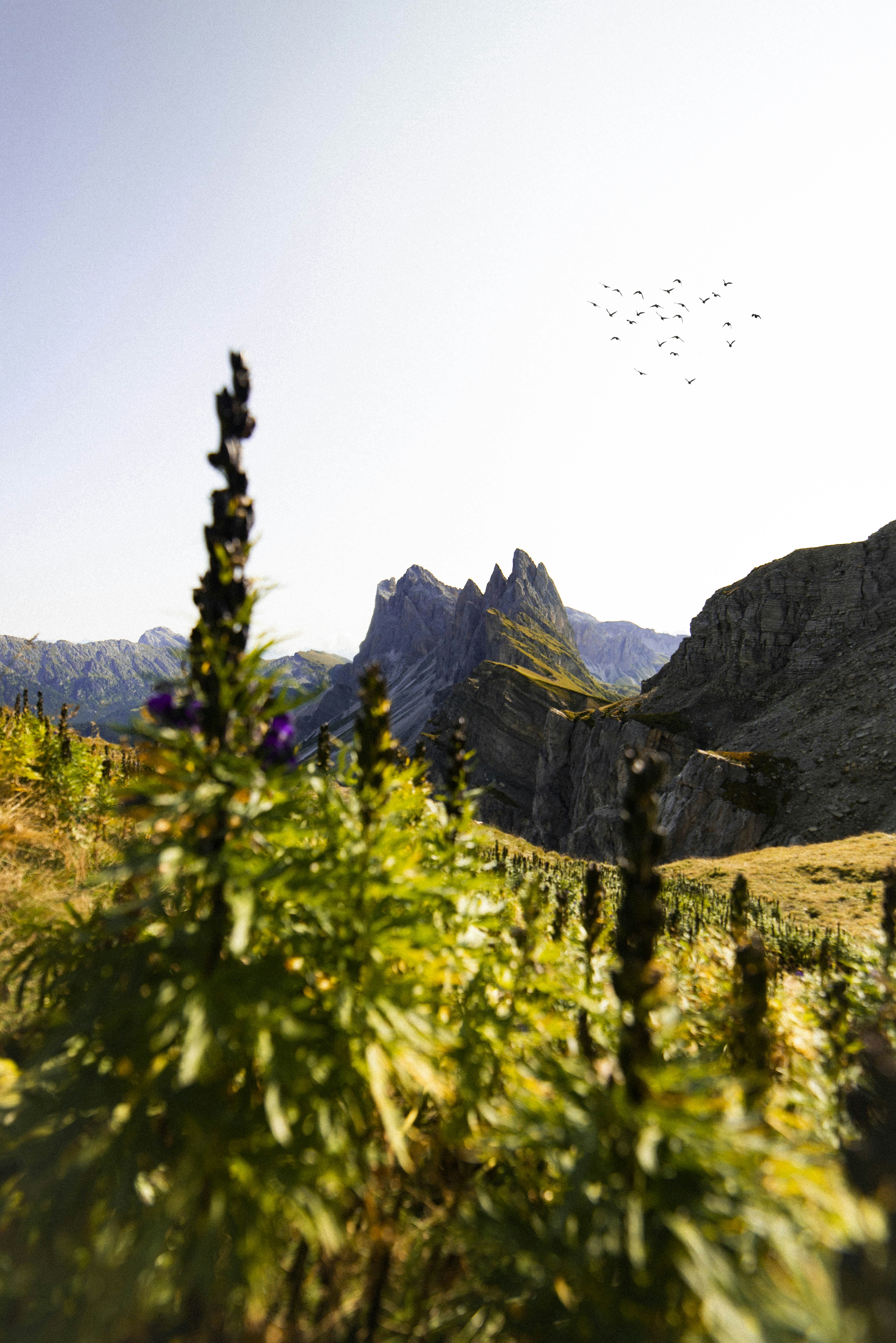 Jagged Crown and Golden Blooms: A Mountain Meadow in Morning Light