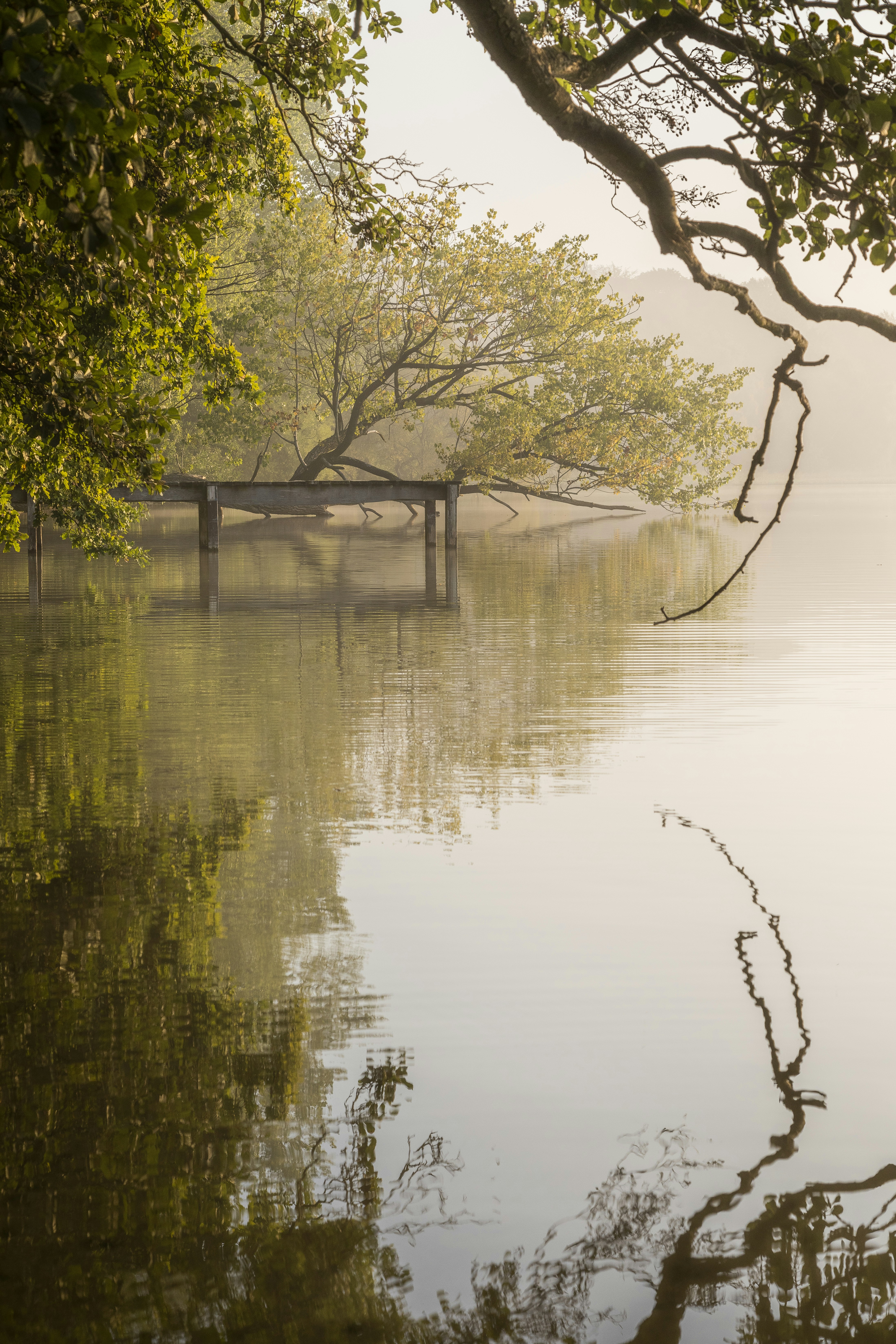 A tranquil scene of a wooden dock partially submerged in misty waters, surrounded by lush greenery and reflections that create a serene atmosphere.