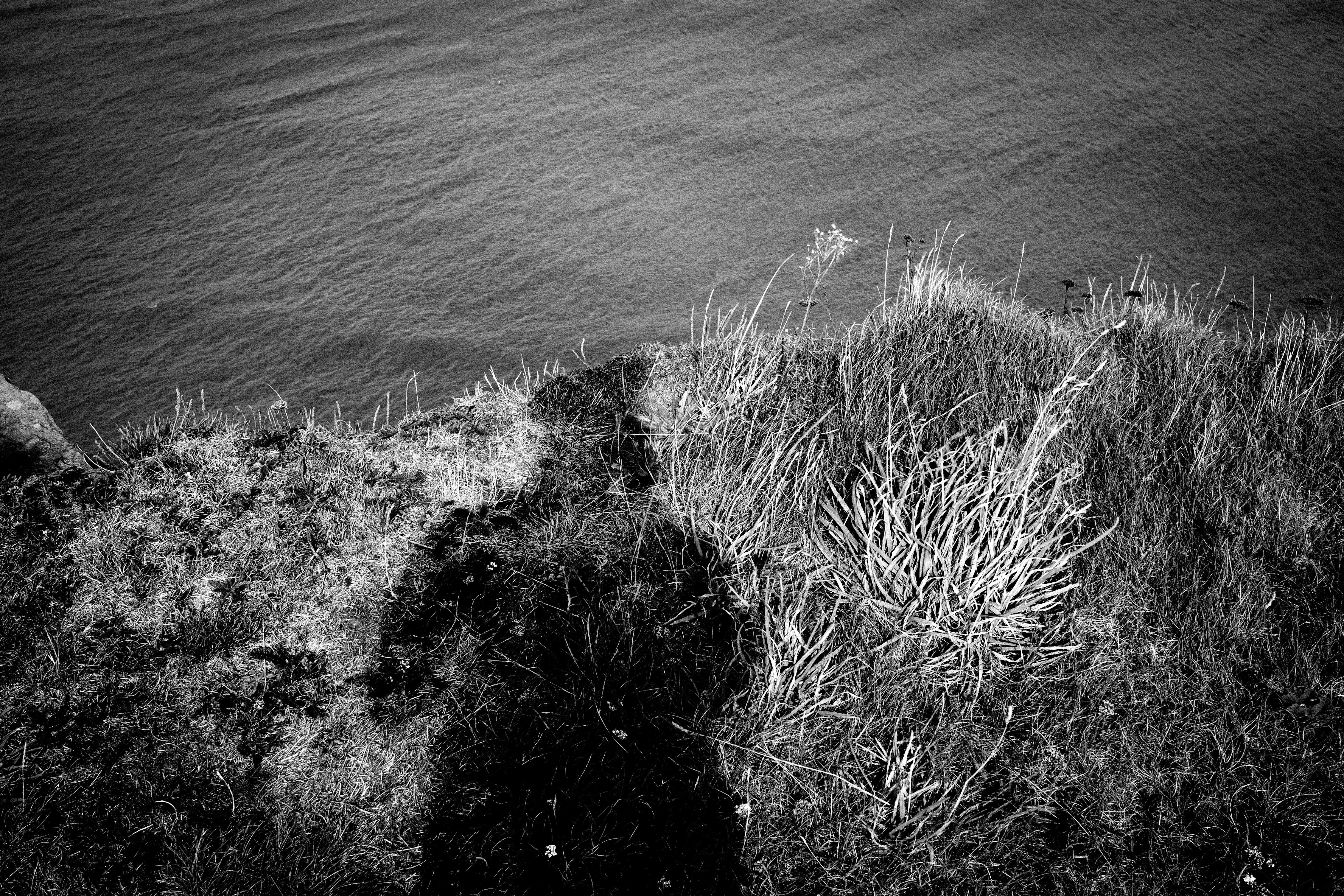 Grayscale photo of grass near body of water photo – Free Grey Image on ...