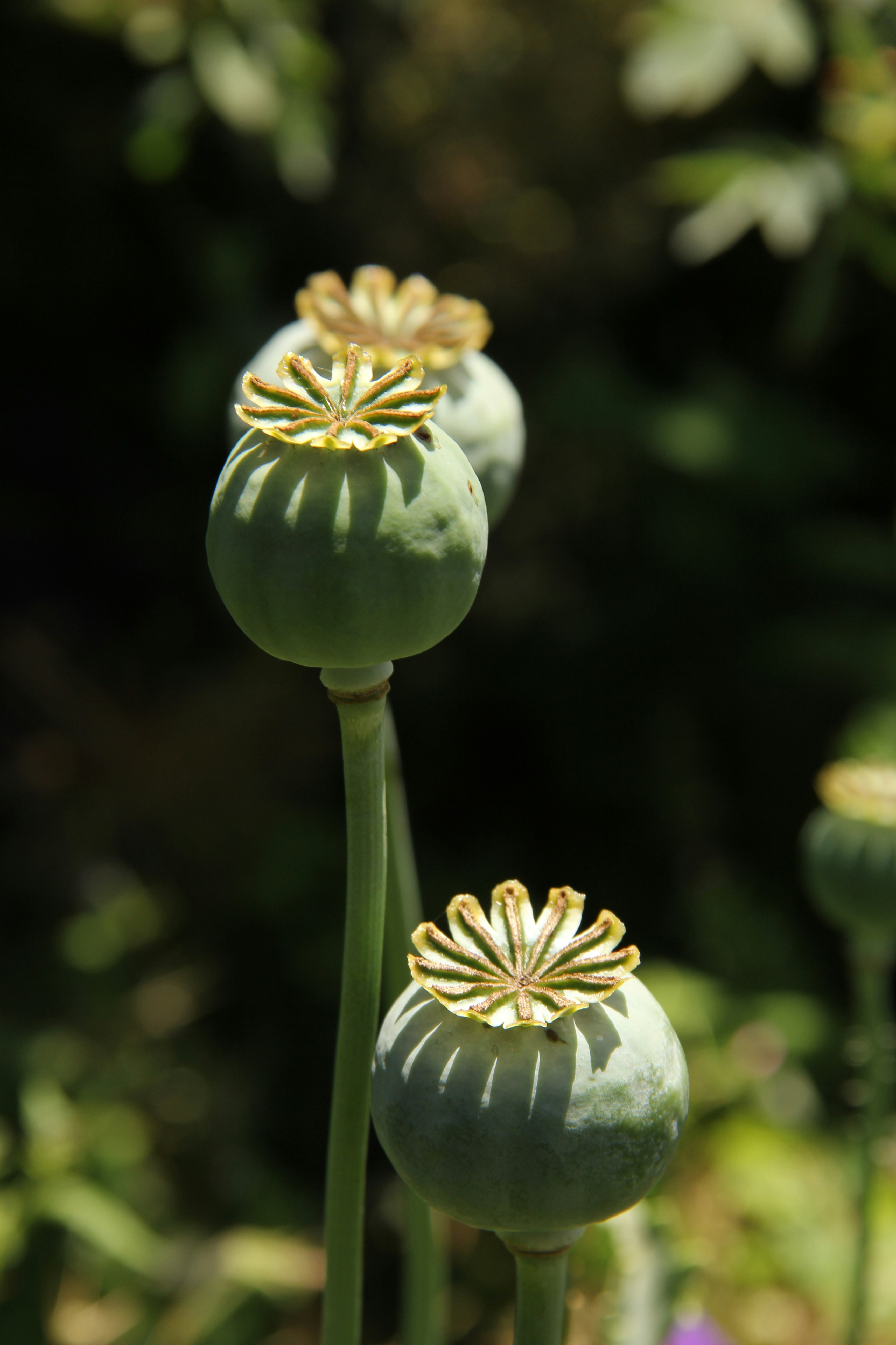 Close-up of several green poppy seed pods standing tall against a blurred background, showcasing their unique shapes and textures.