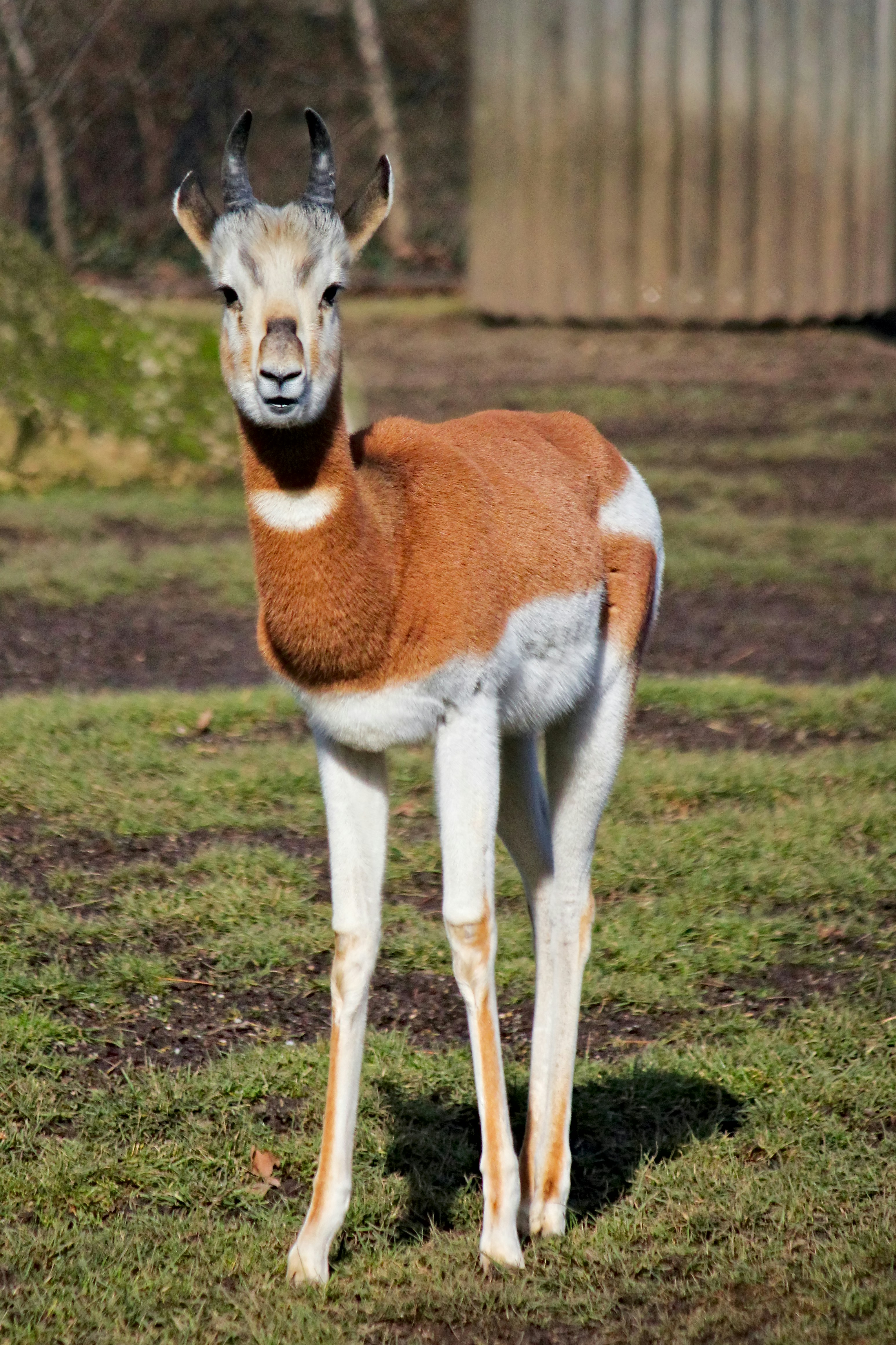 brown and white animal on green grass field during daytime