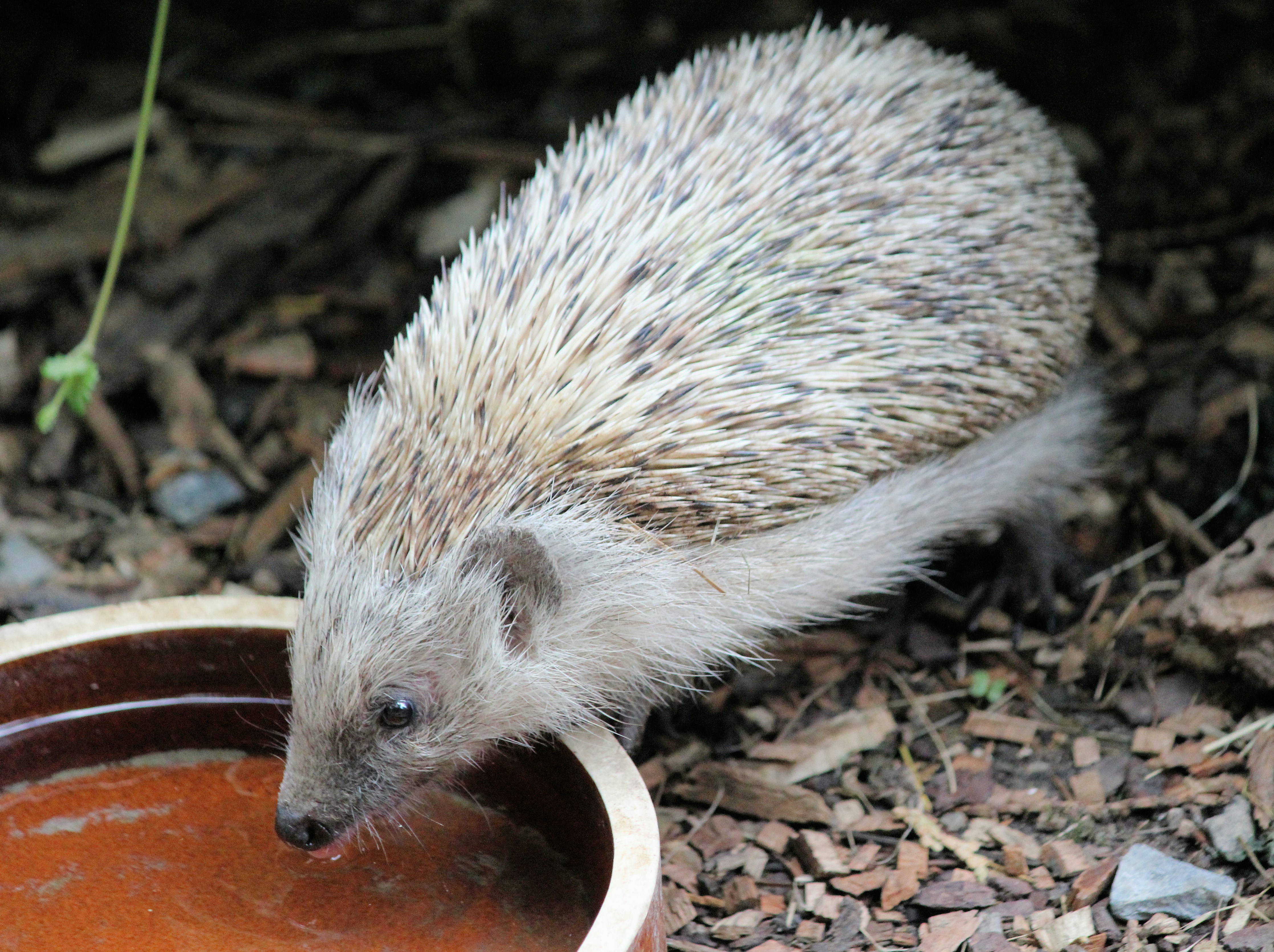 Curious Critter at the Ceramic Rim