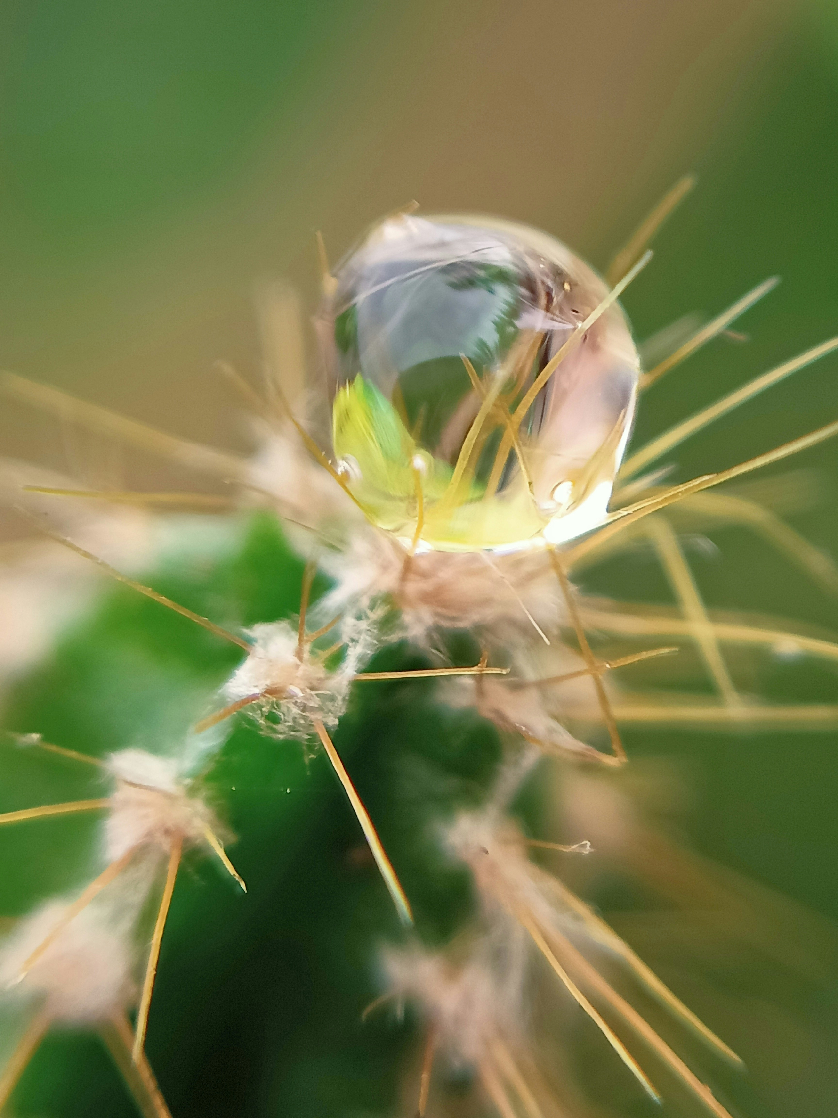 Macro shot of a cactus spine with a water droplet, revealing glassy refraction and fine hair-like spines.