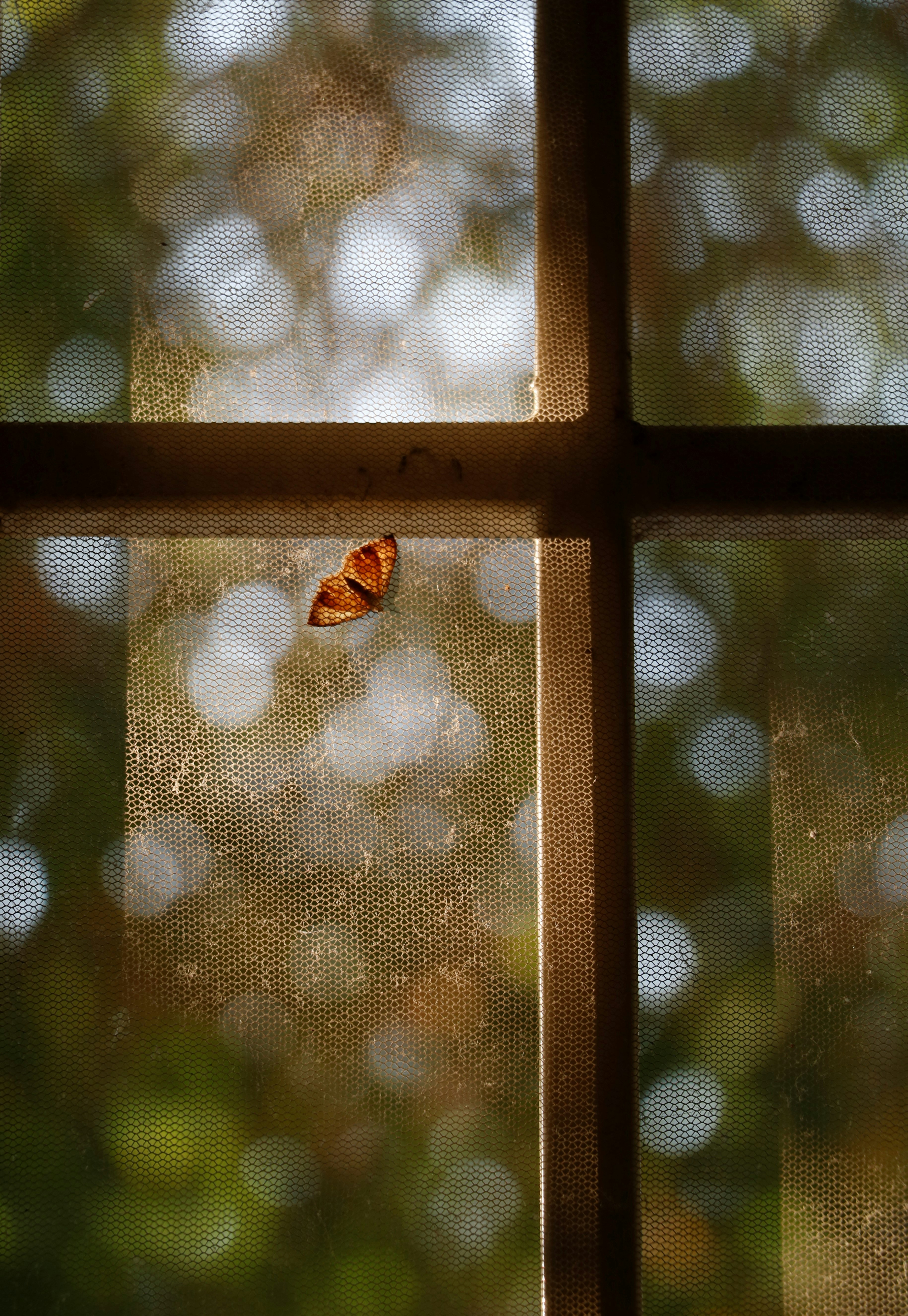 Orange butterfly on a sunlit window grid, framed by soft bokeh