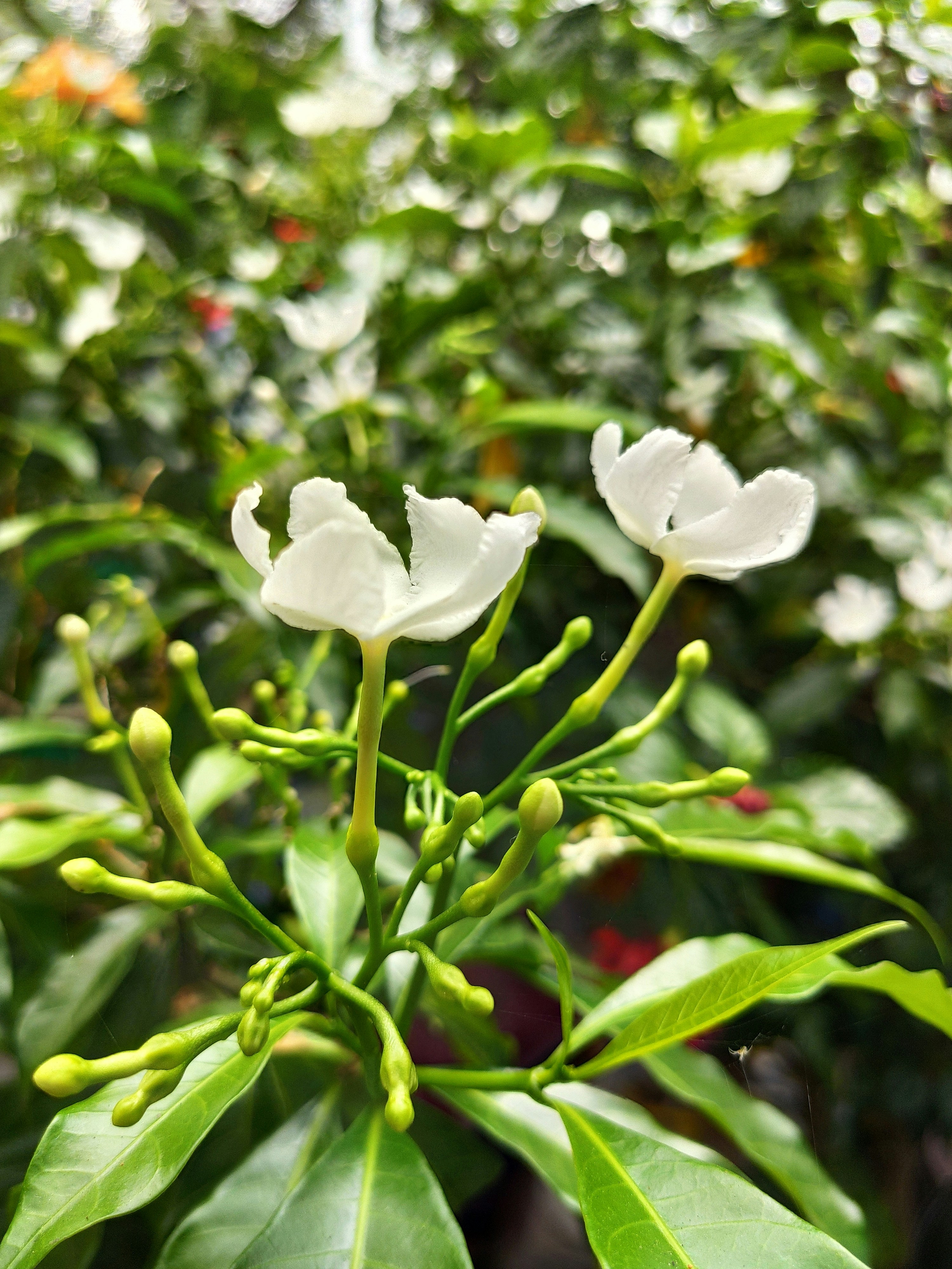 Delicate white flowers bloom amidst vibrant green foliage, showcasing the intricate beauty of nature's design.