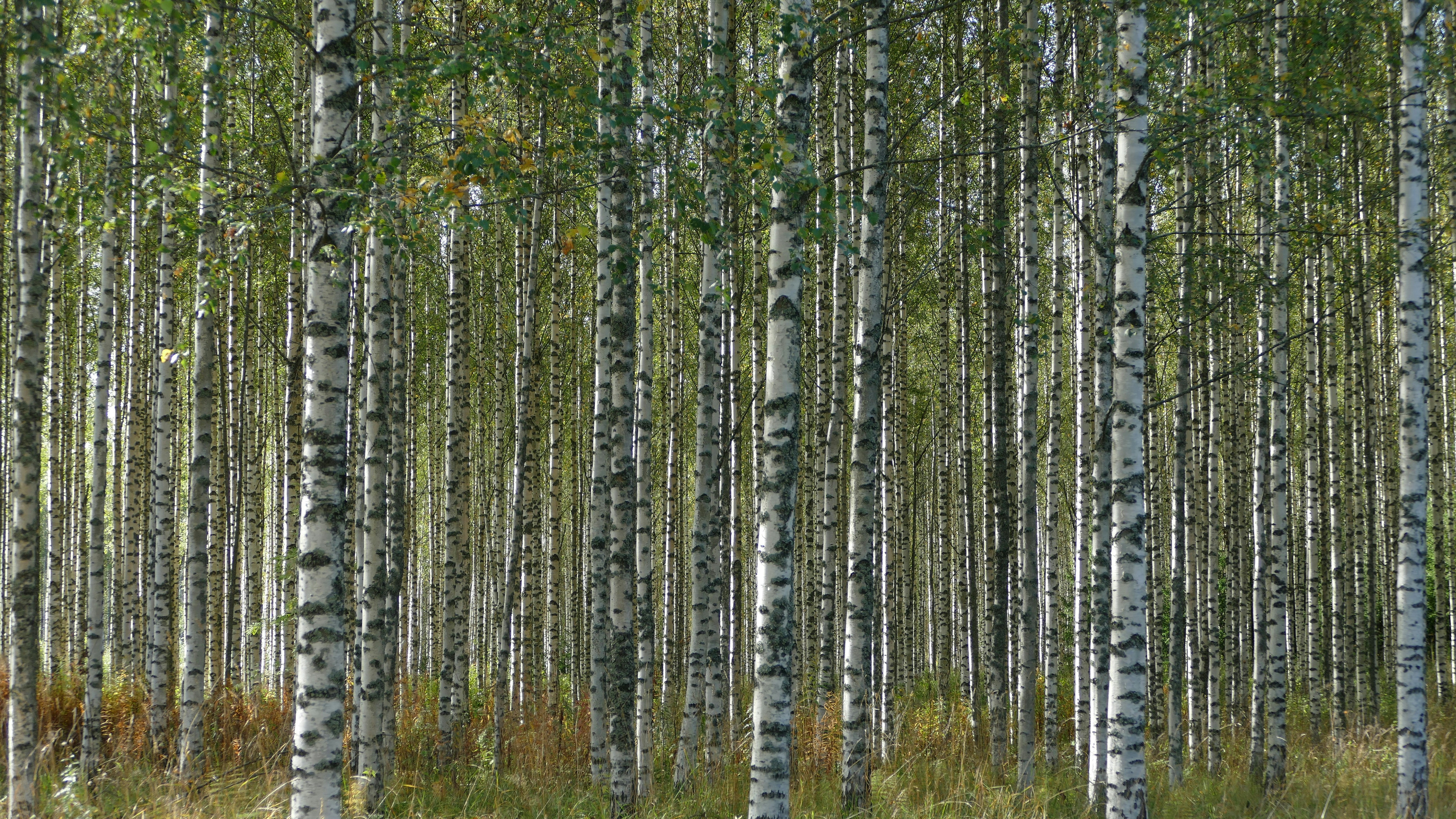 Birch Trees Pictures | Download Free Images on Unsplash