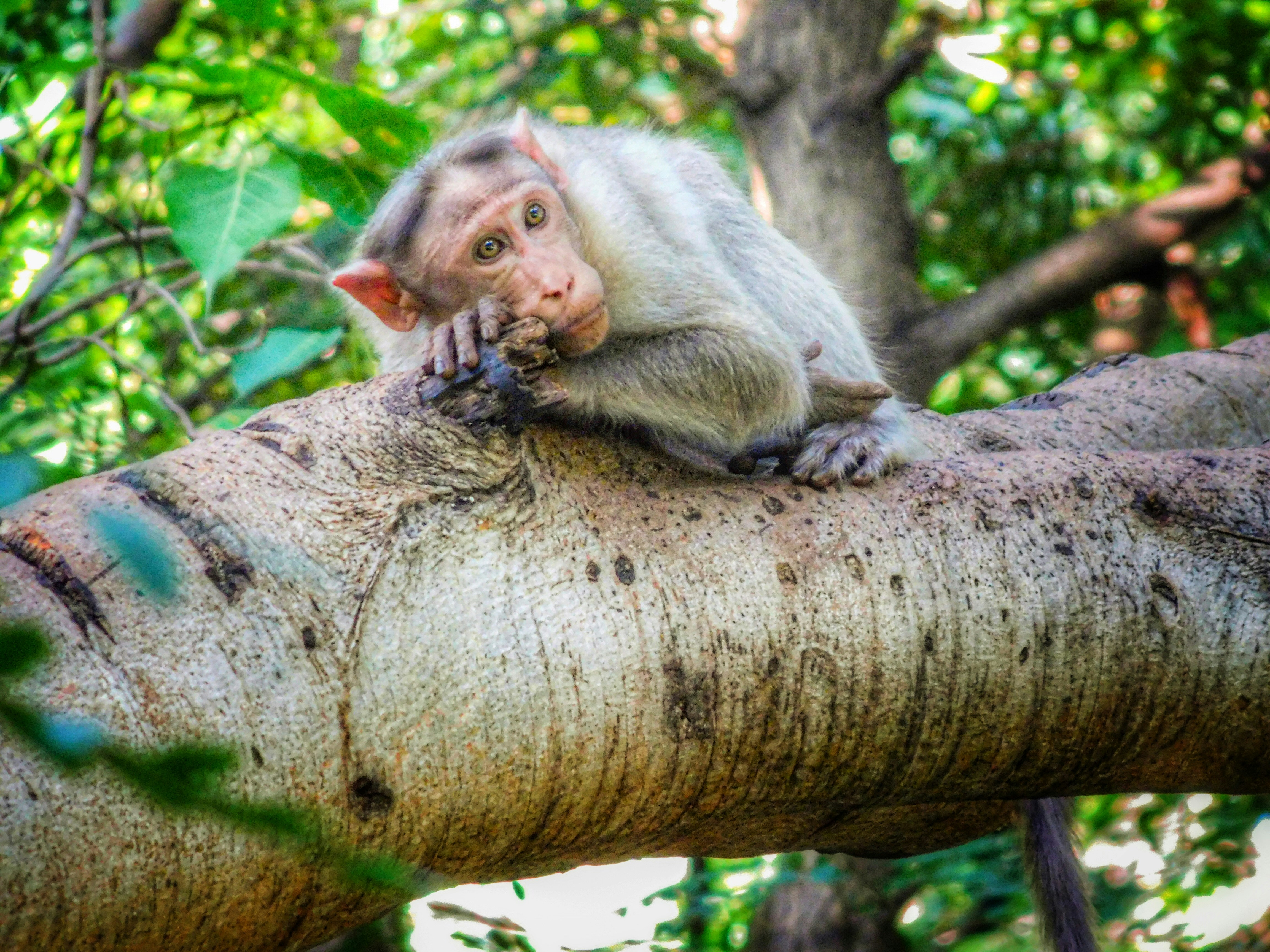A monkey resting on a thick branch, gazing thoughtfully amidst lush green foliage.