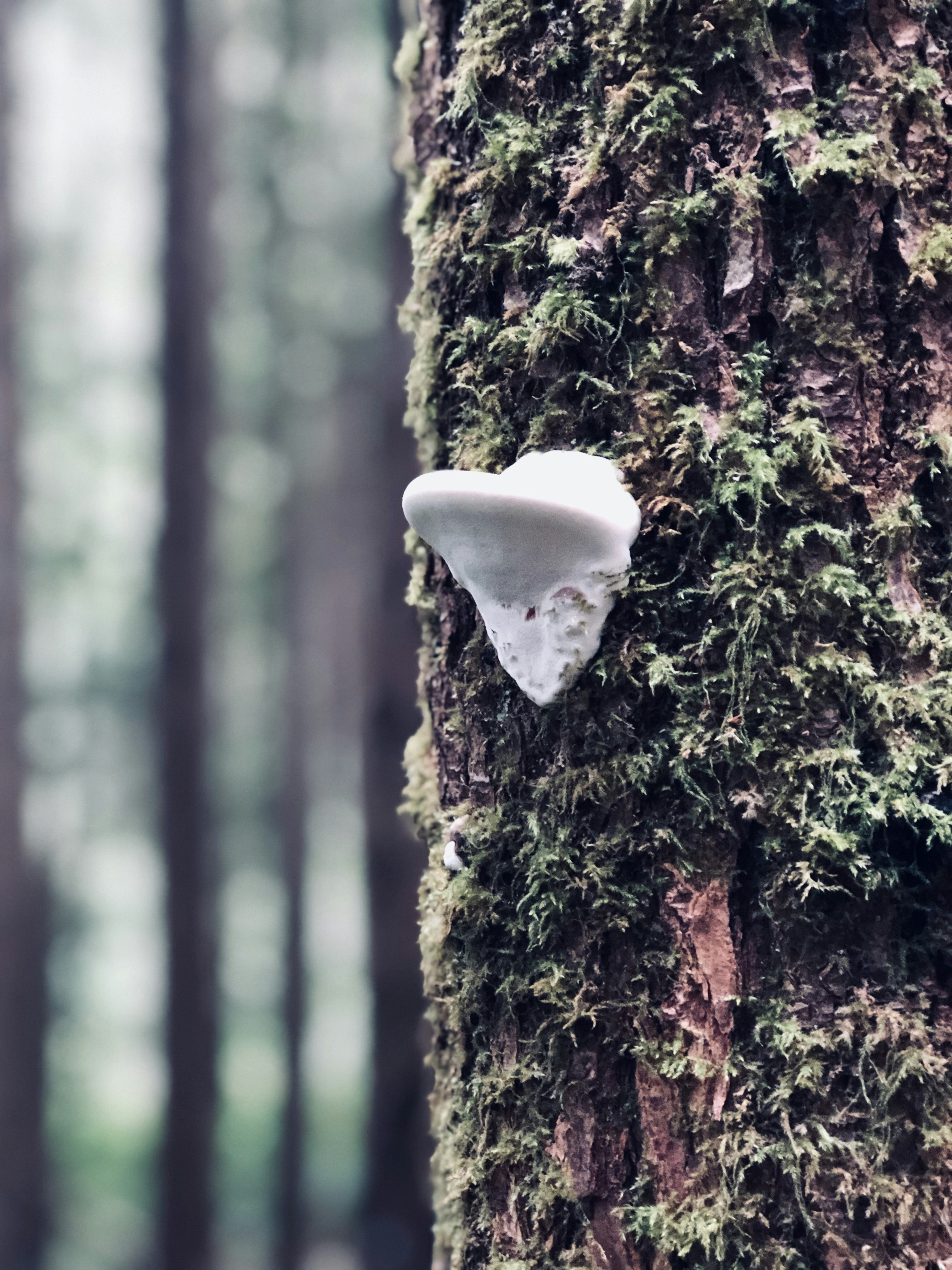 Mossy Tree Host: A White Bracket Fungus Emerges