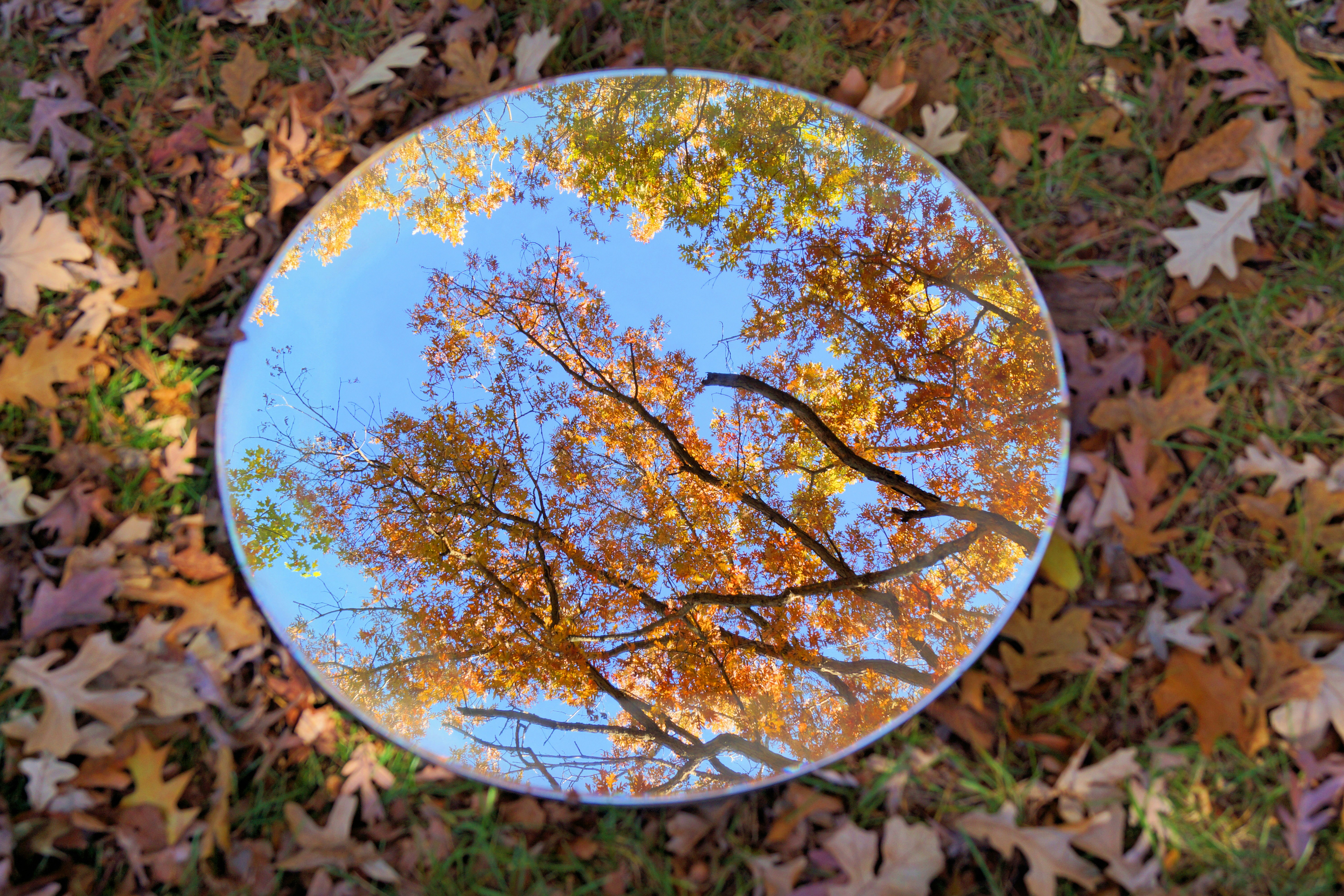 Autumn's Circular Window: Sky and Branches Reflected on a Leaf-Littered Ground