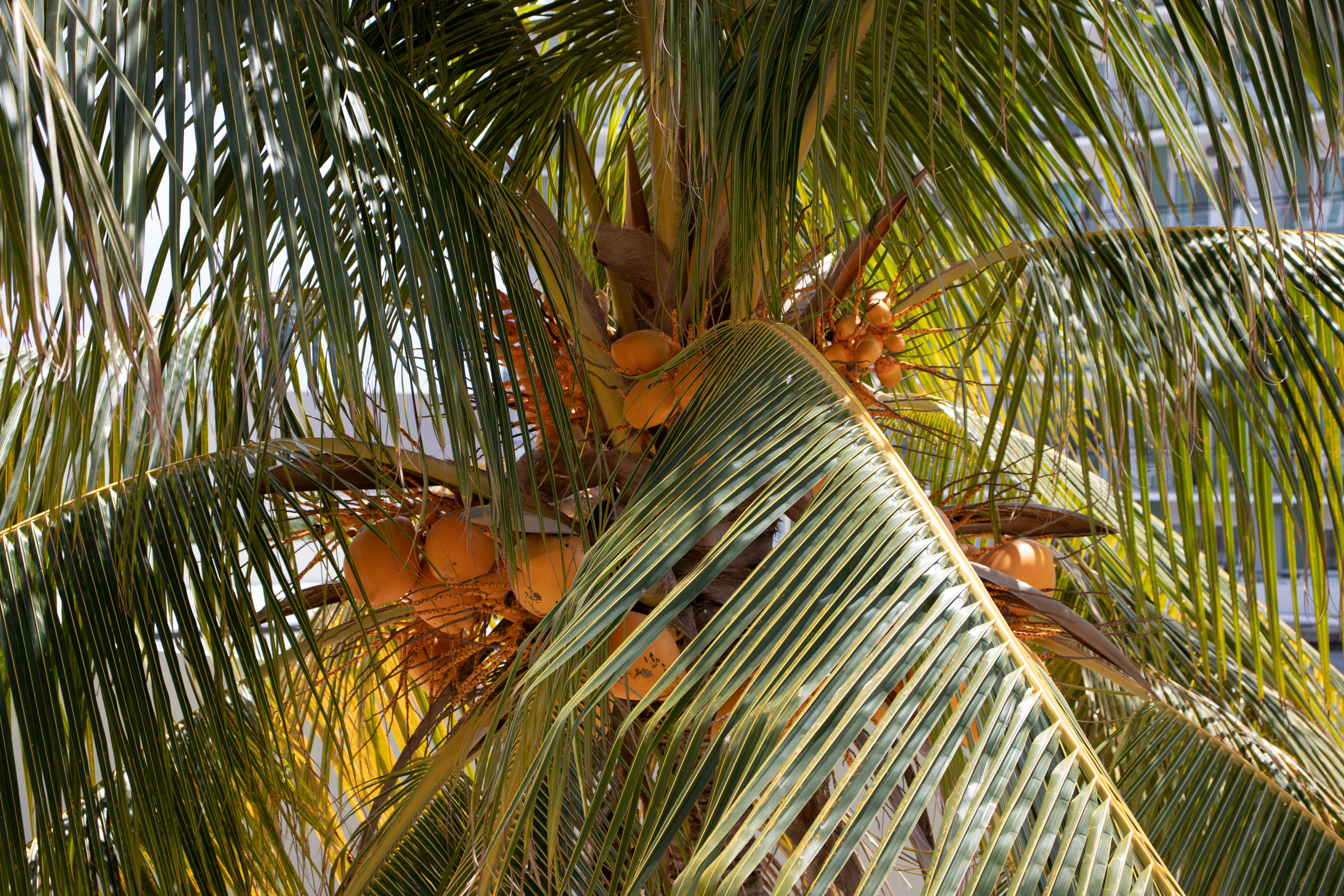 Coconuts hang in clusters among the vibrant green fronds of a palm tree, showcasing a tropical atmosphere.