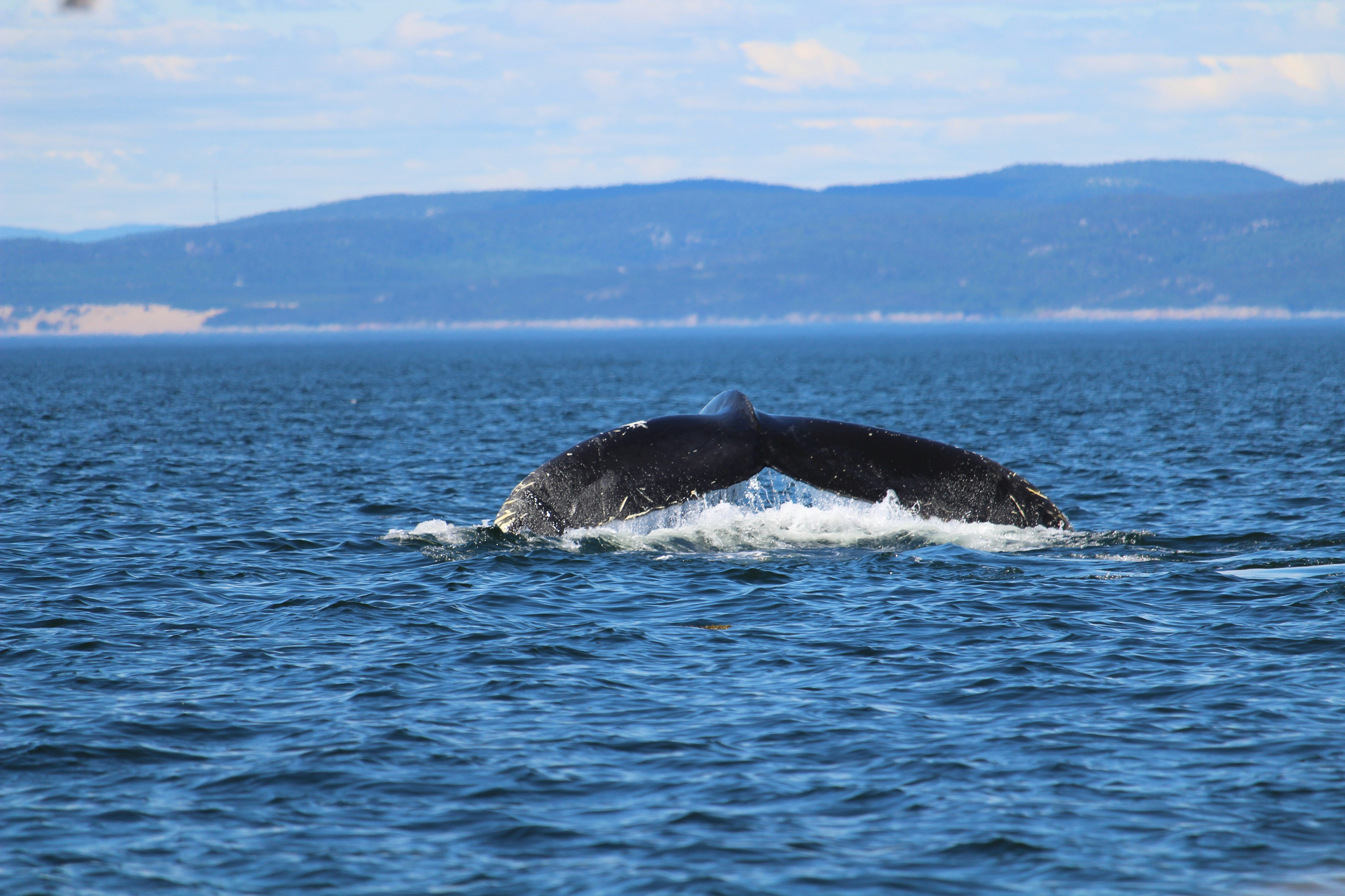 Ballena negra en el mar azul durante el día foto – Imagen de Animal ...