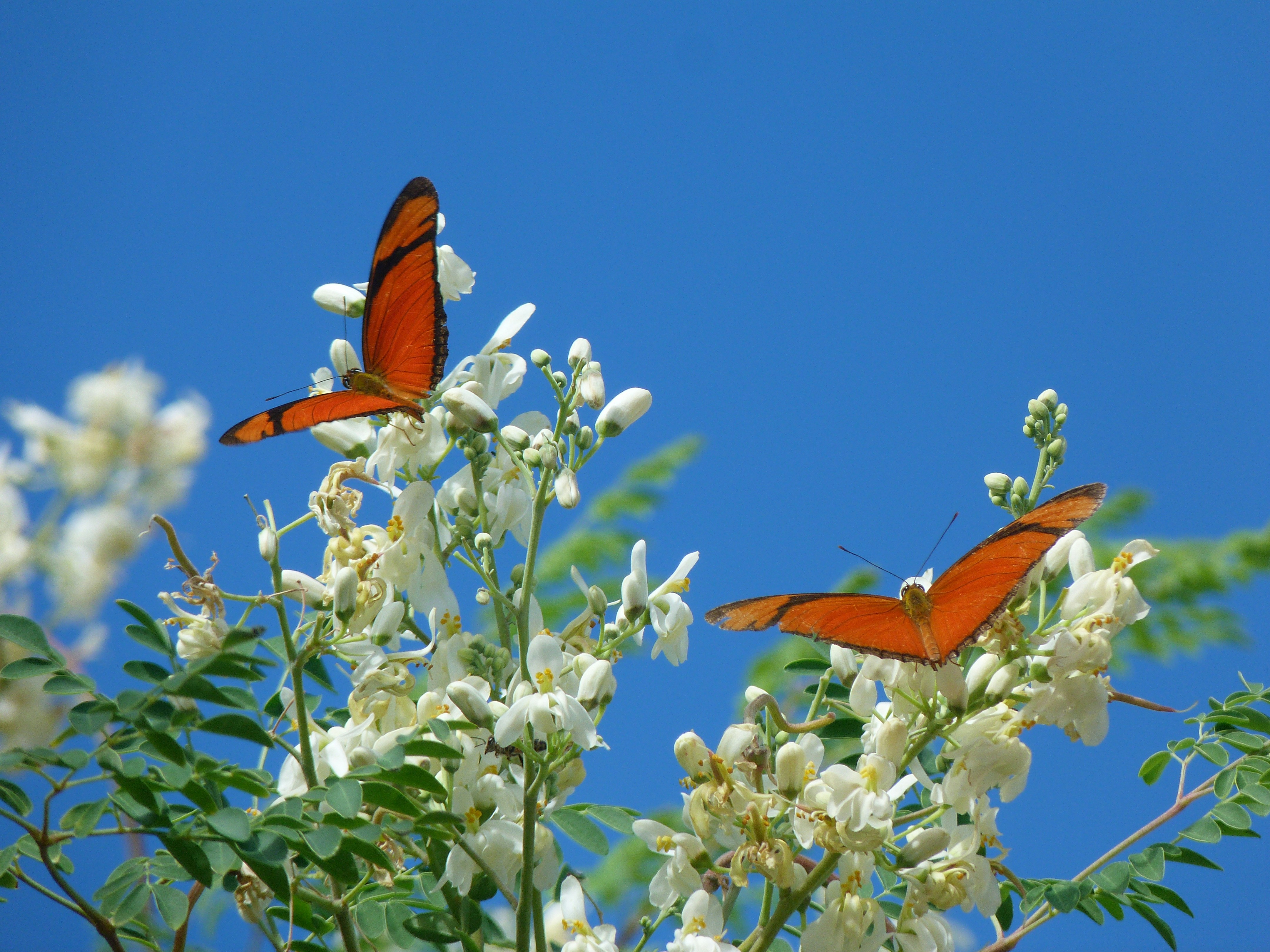 Two orange butterflies rest on white blossoms against a clear blue sky.