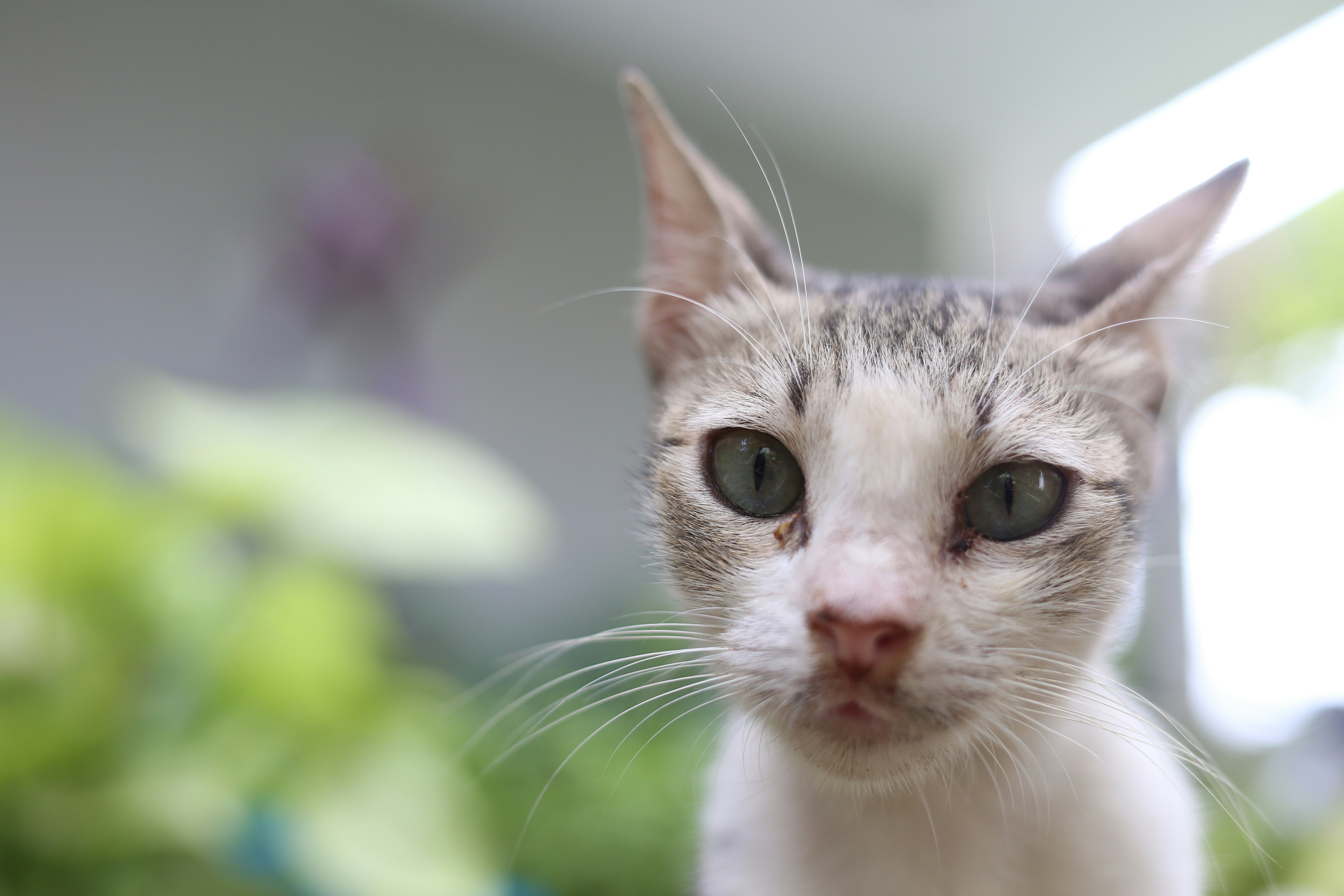 Close-up of a cat with green eyes, surrounded by soft-focus foliage.