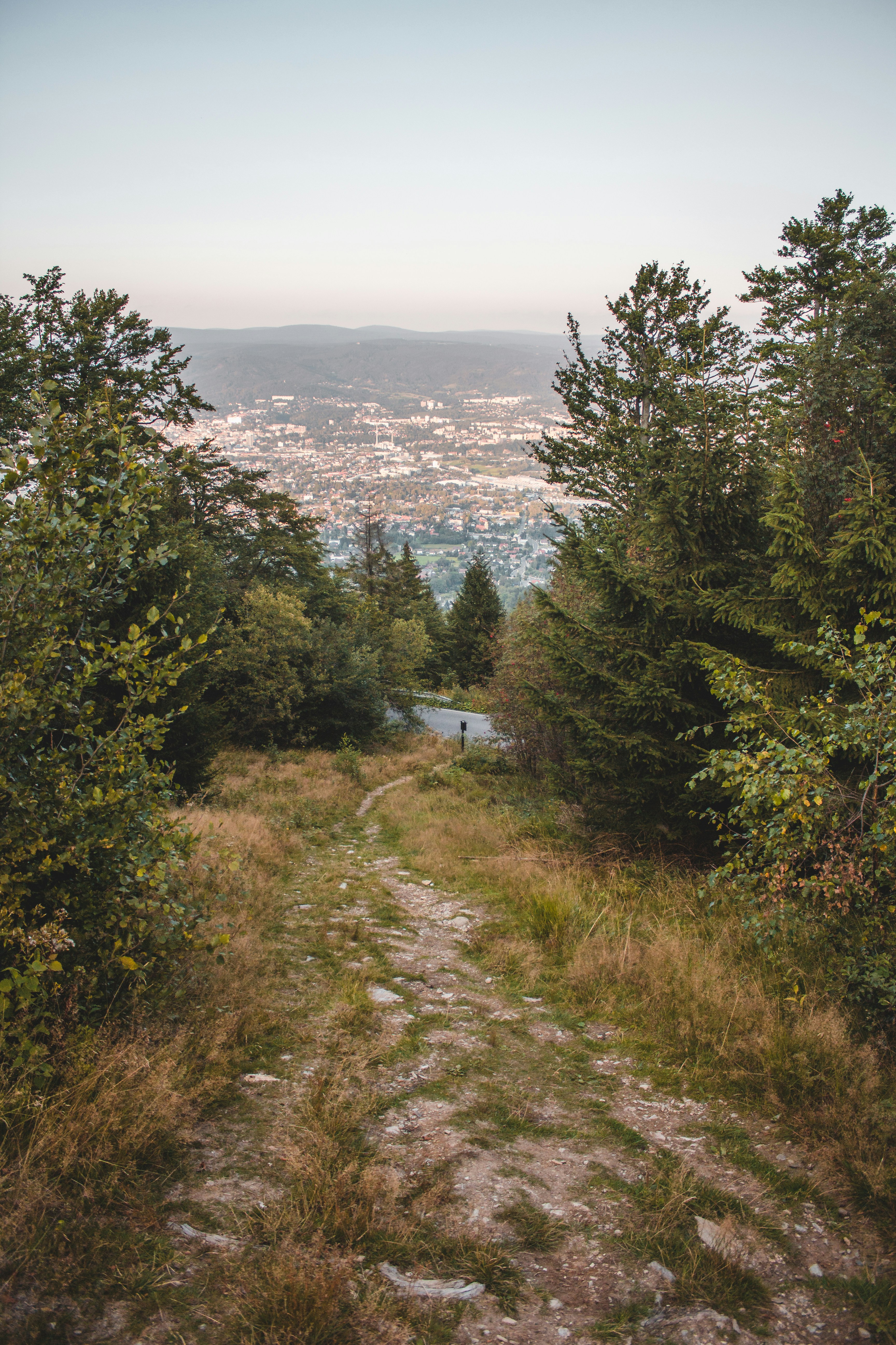 Trail to the City: Pines Framing a Quiet Horizon