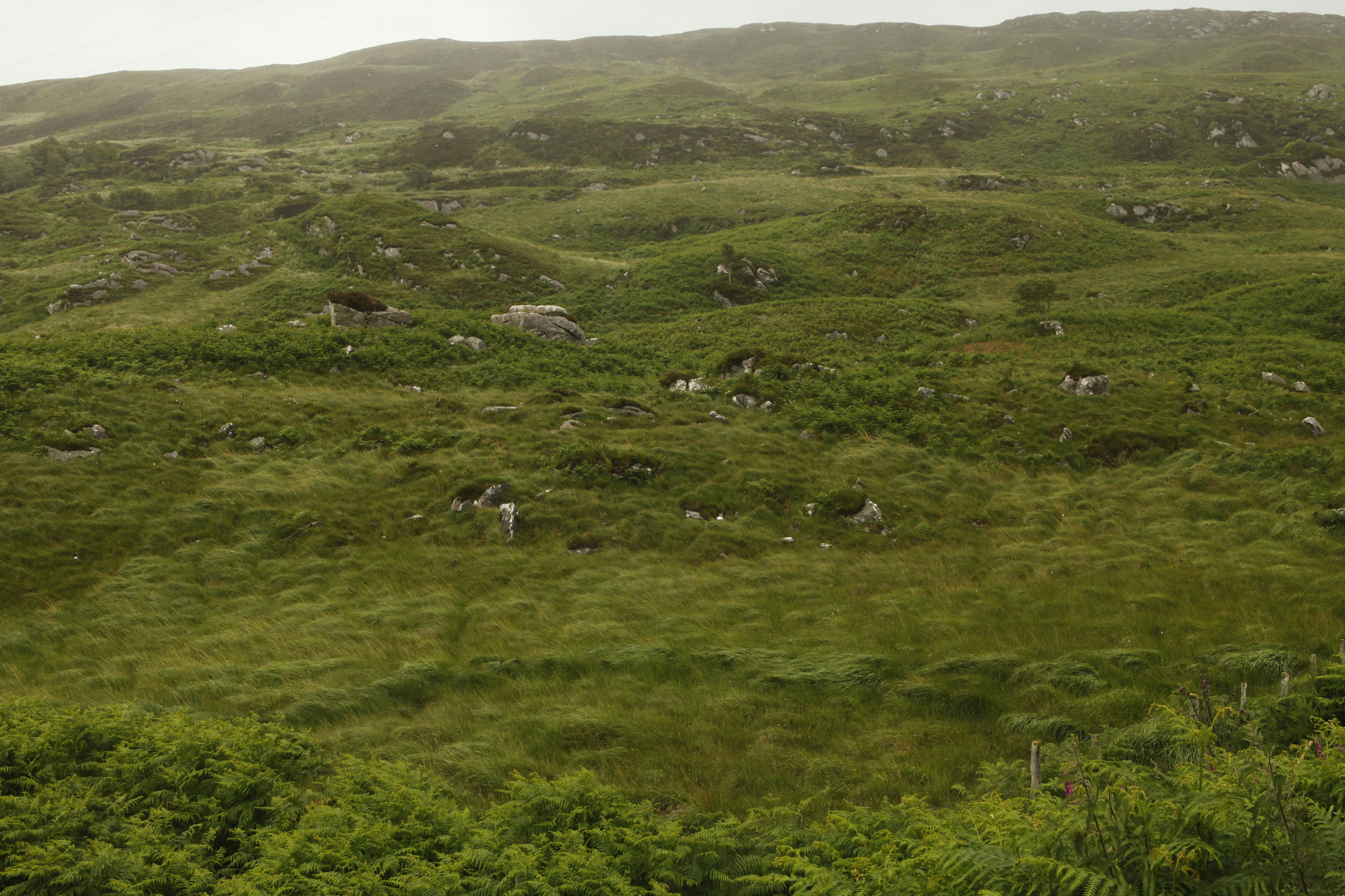 Whispers of the Highland Green