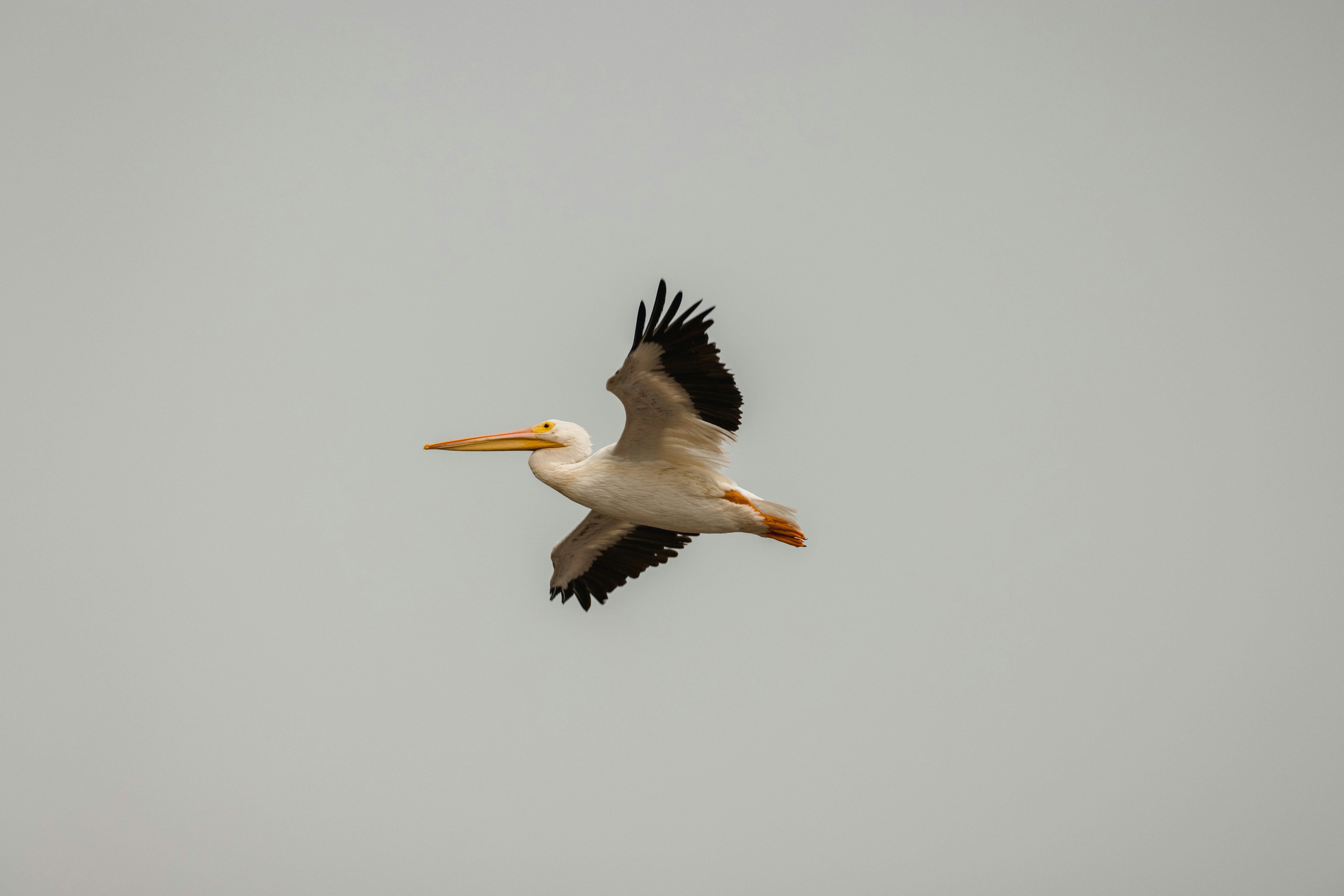 Wingbeat in a Quiet Gray Sky: White Heron in Mid-Flight
