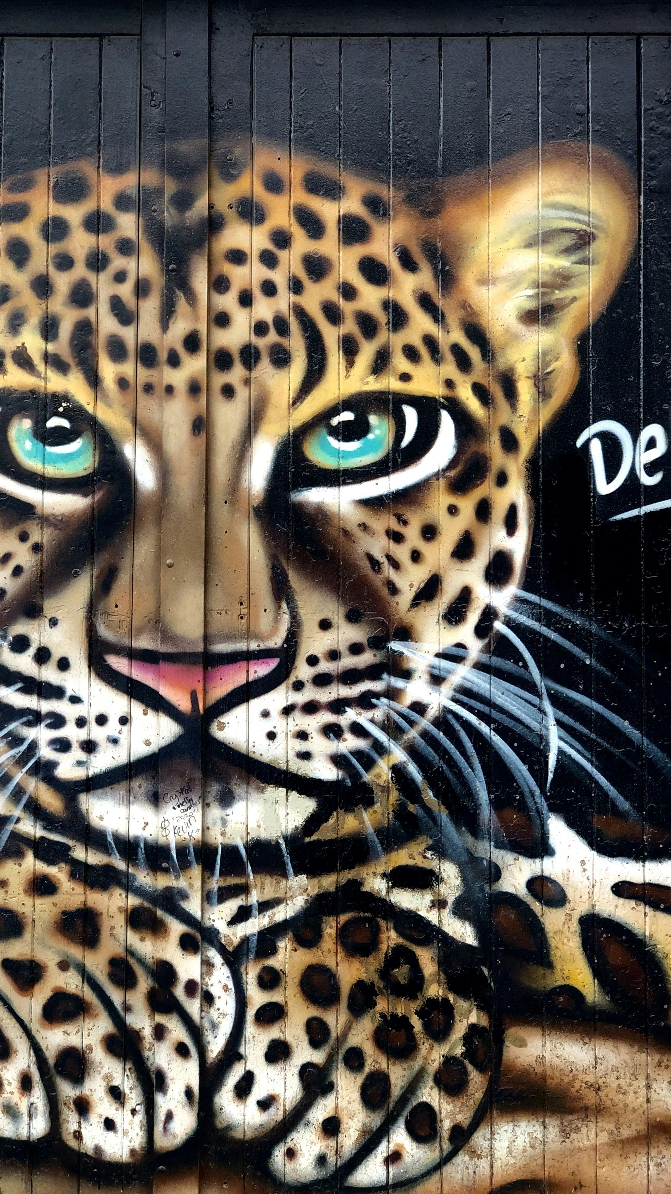 Eye of the Street Leopard