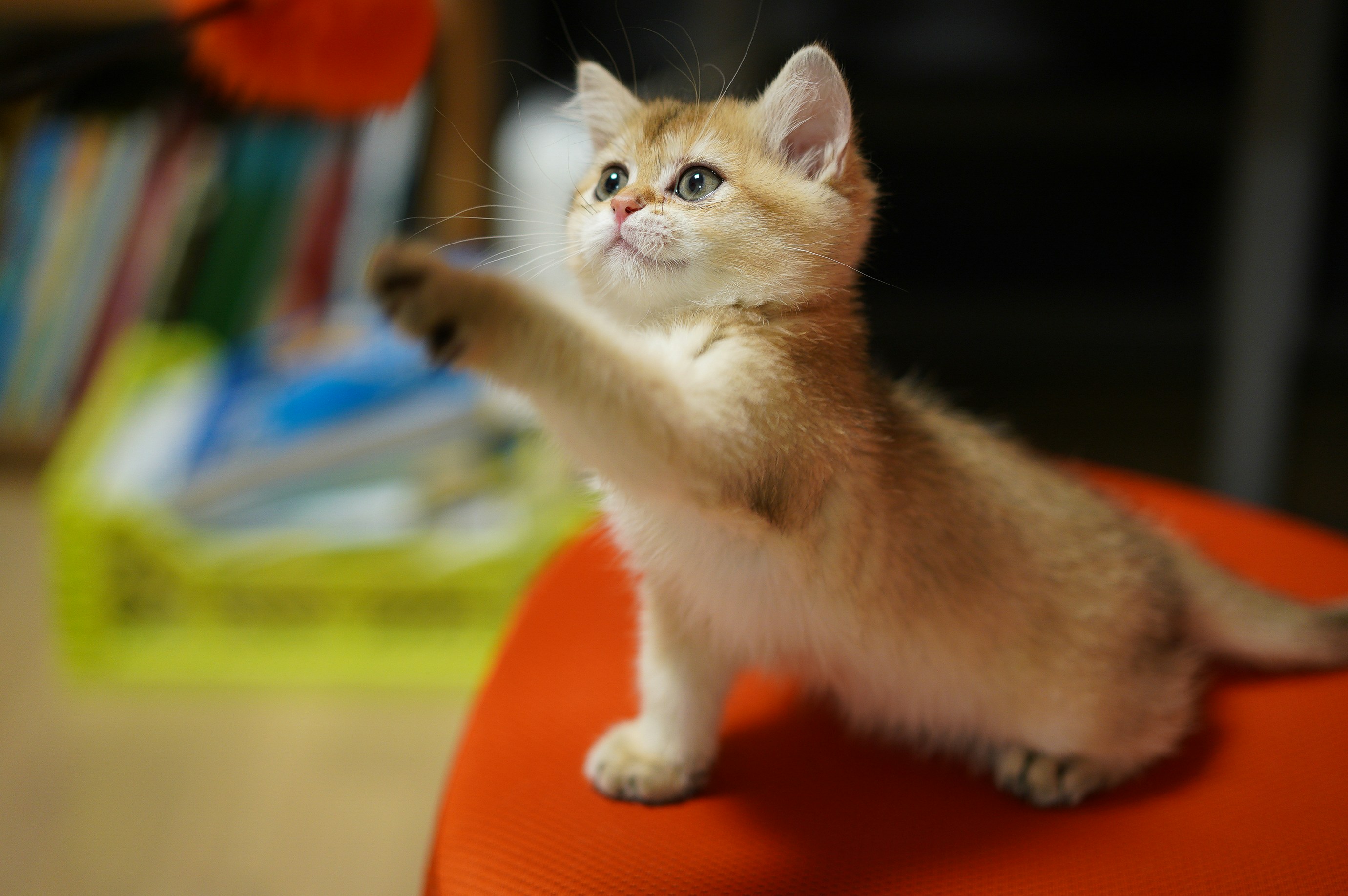 Ginger Kitten Reaches for a Toy on a Vibrant Orange Seat