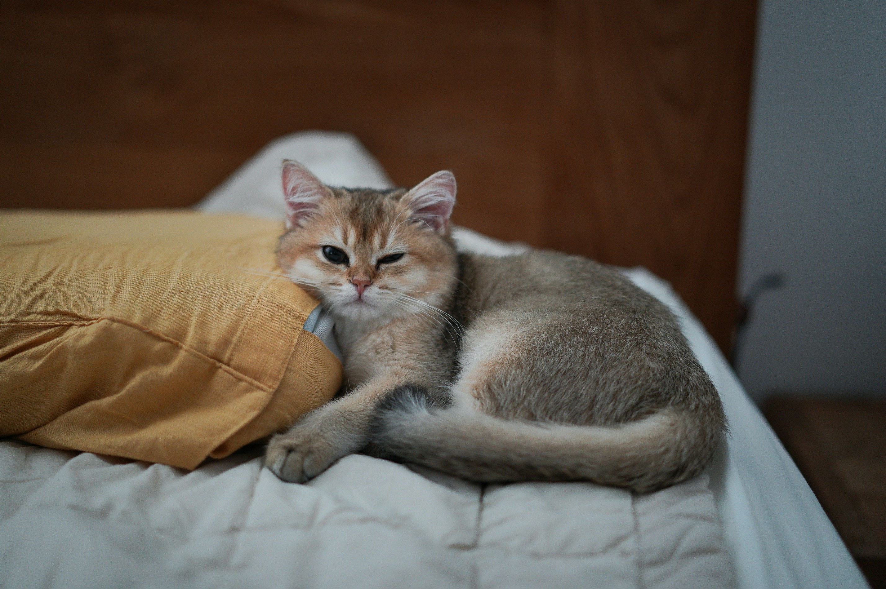 A fluffy cat lounging comfortably on a bed, resting its head on a yellow pillow. The soft textures and warm colors create a cozy atmosphere.
