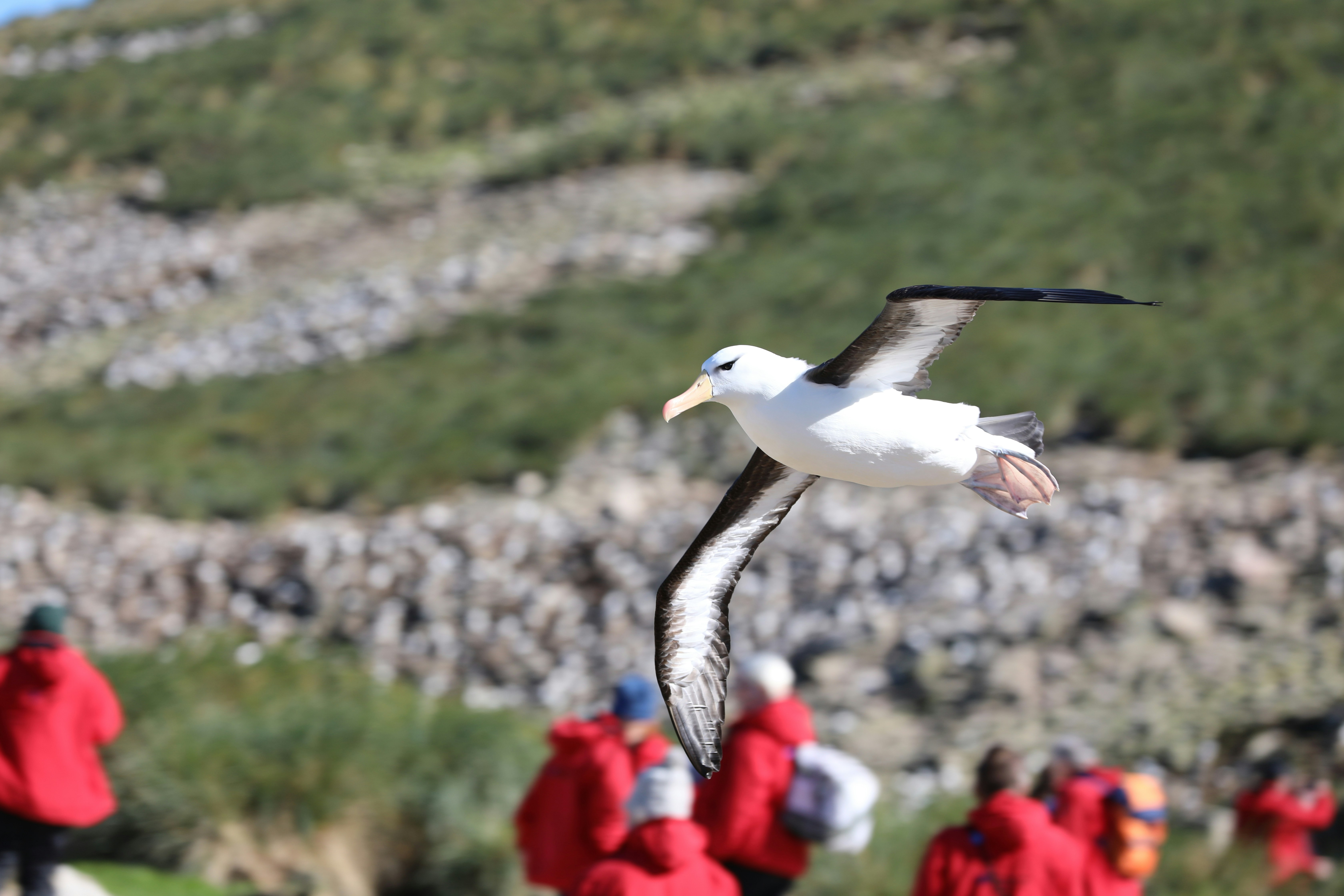 Gliding Gull Over a Red-Jacketed Crowd at a Rocky Overlook