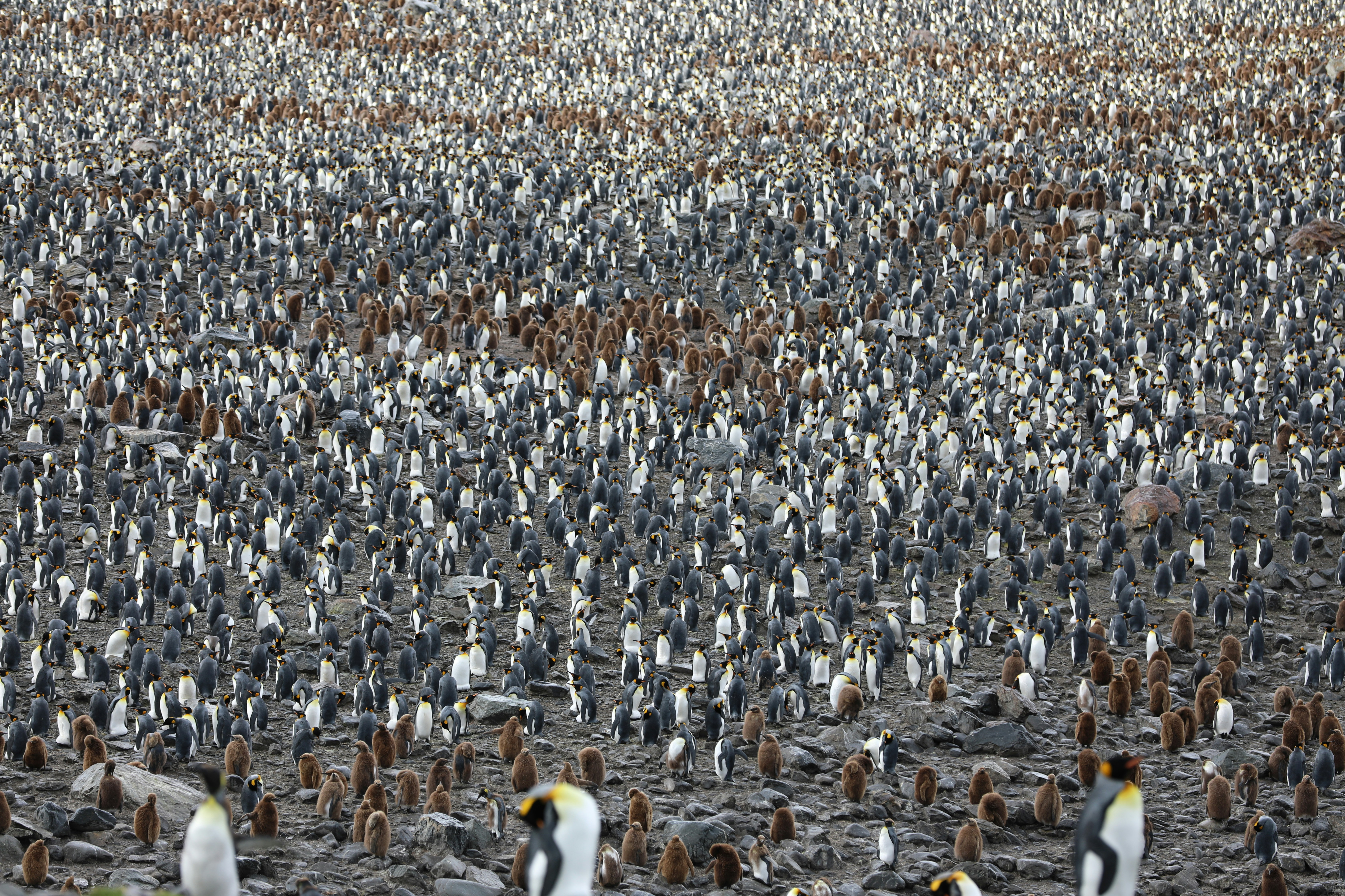 Overpopulation Pictures | Download Free Images on Unsplash