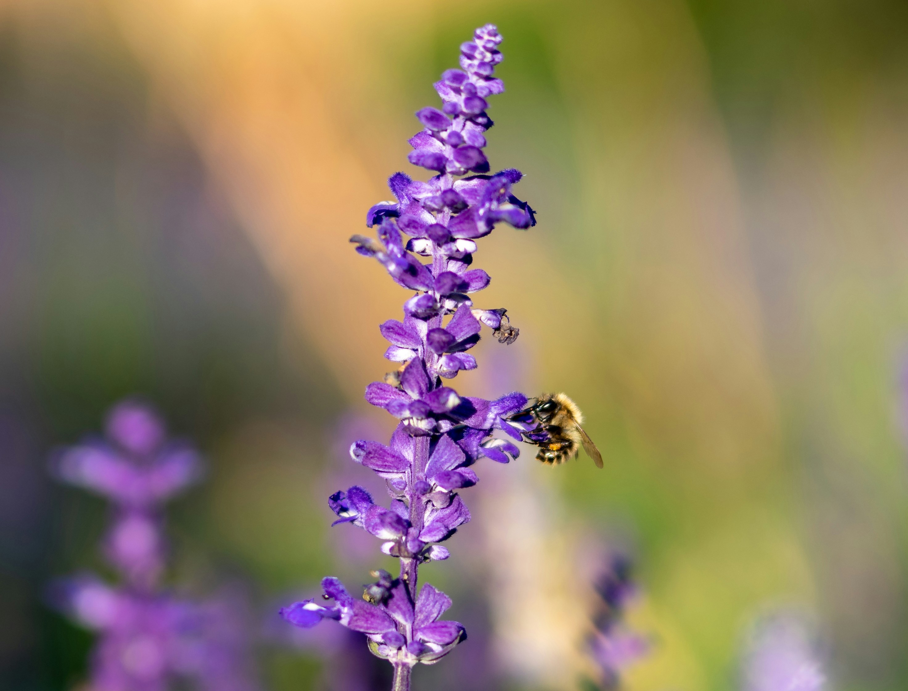 Macro photograph of a bee visiting a lavender spike, with a creamy, out-of-focus background.