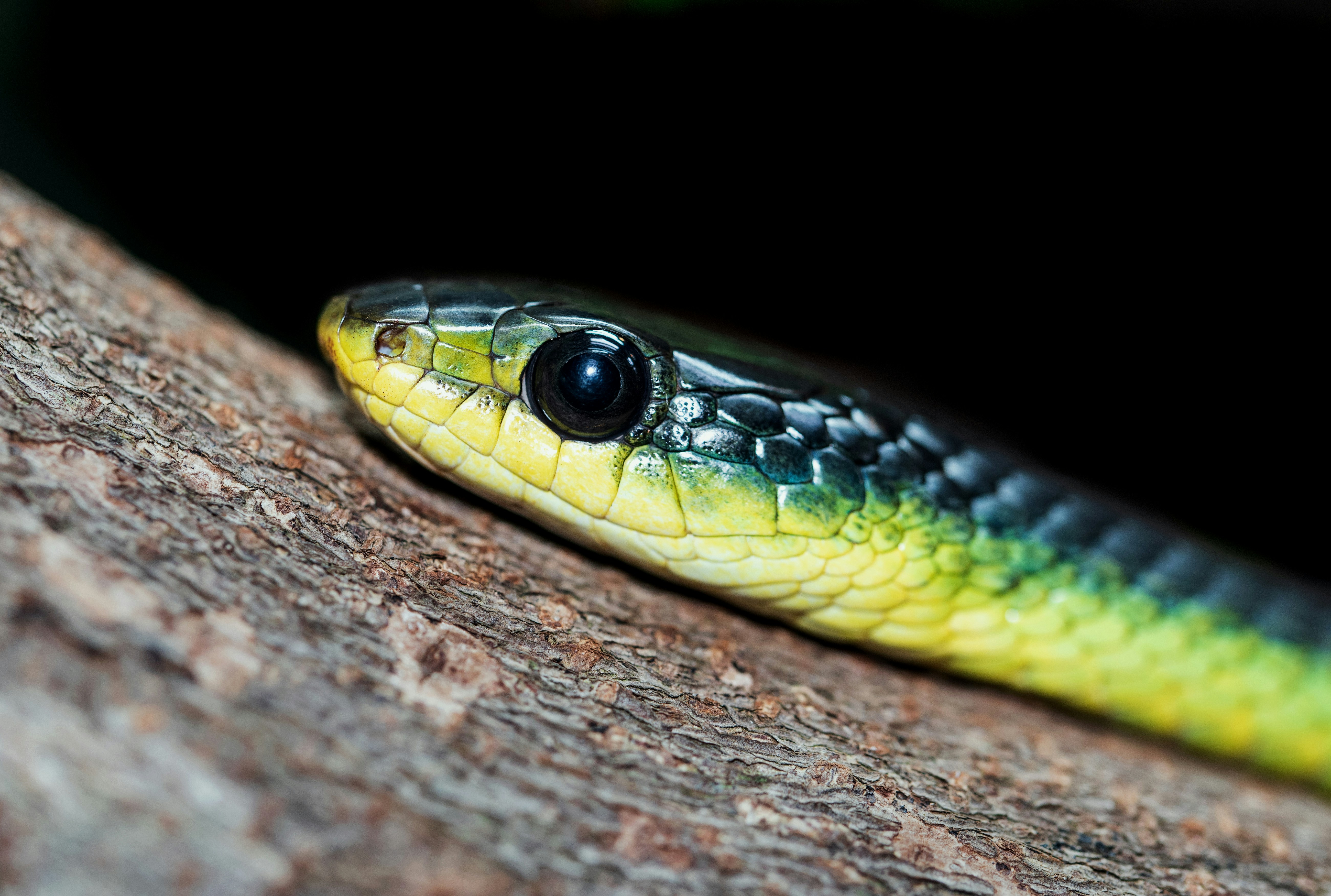 30k+ Snake Head Pictures | Download Free Images on Unsplash