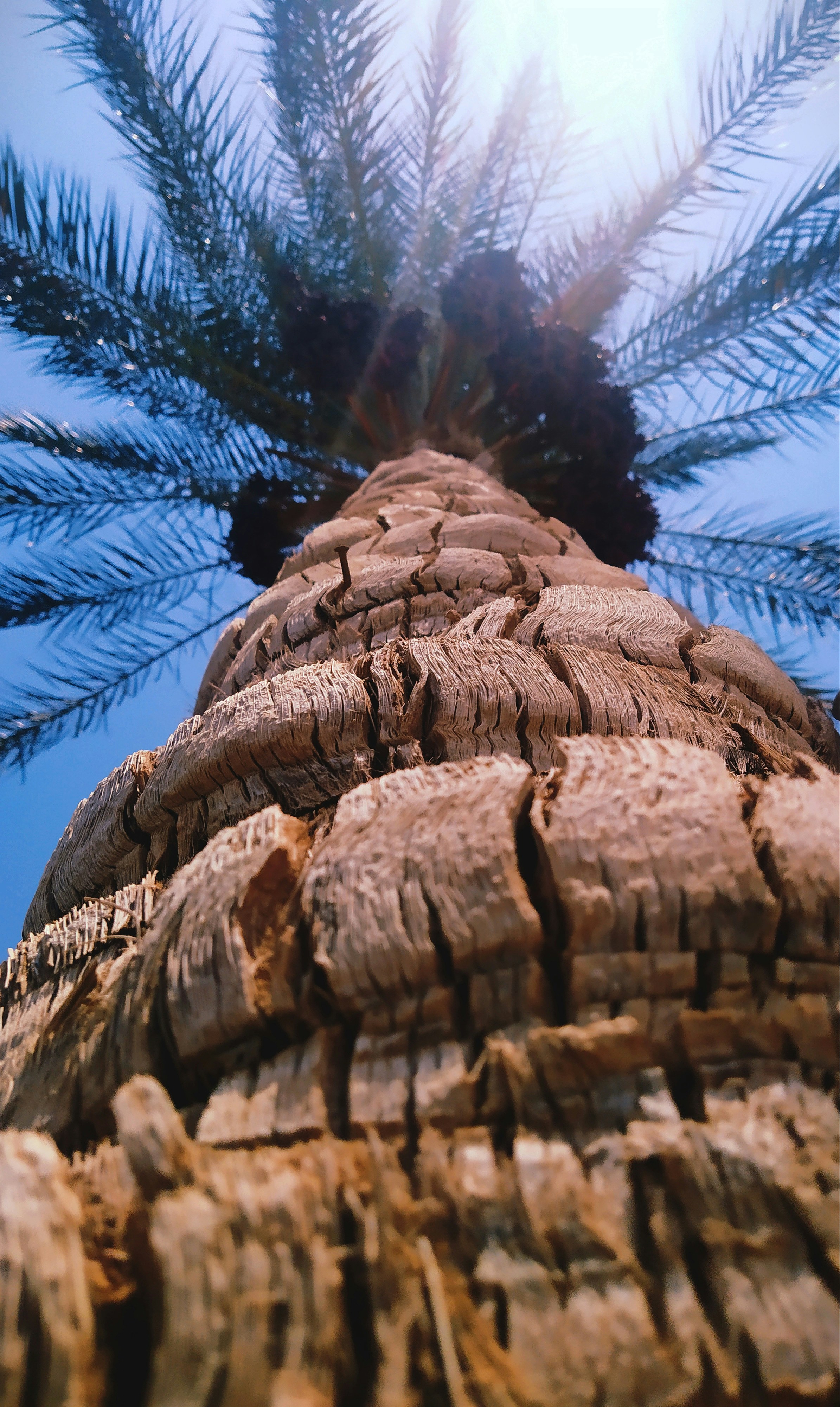 Rings of Time: A Palm Trunk Reaching Toward the Sun