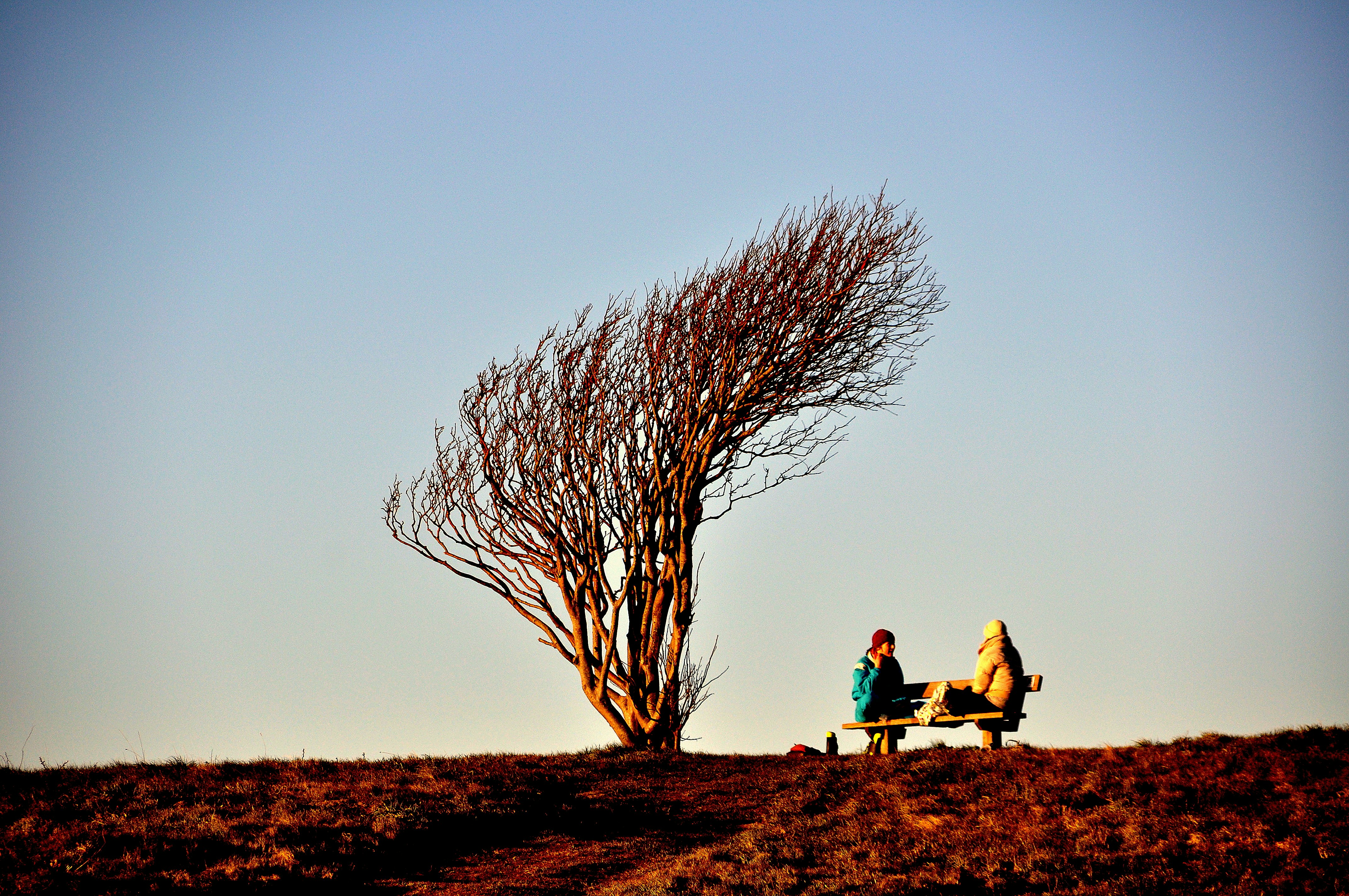 Two people sit under a wind-swept tree on a barren landscape, with the tree leaning from constant strong winds.