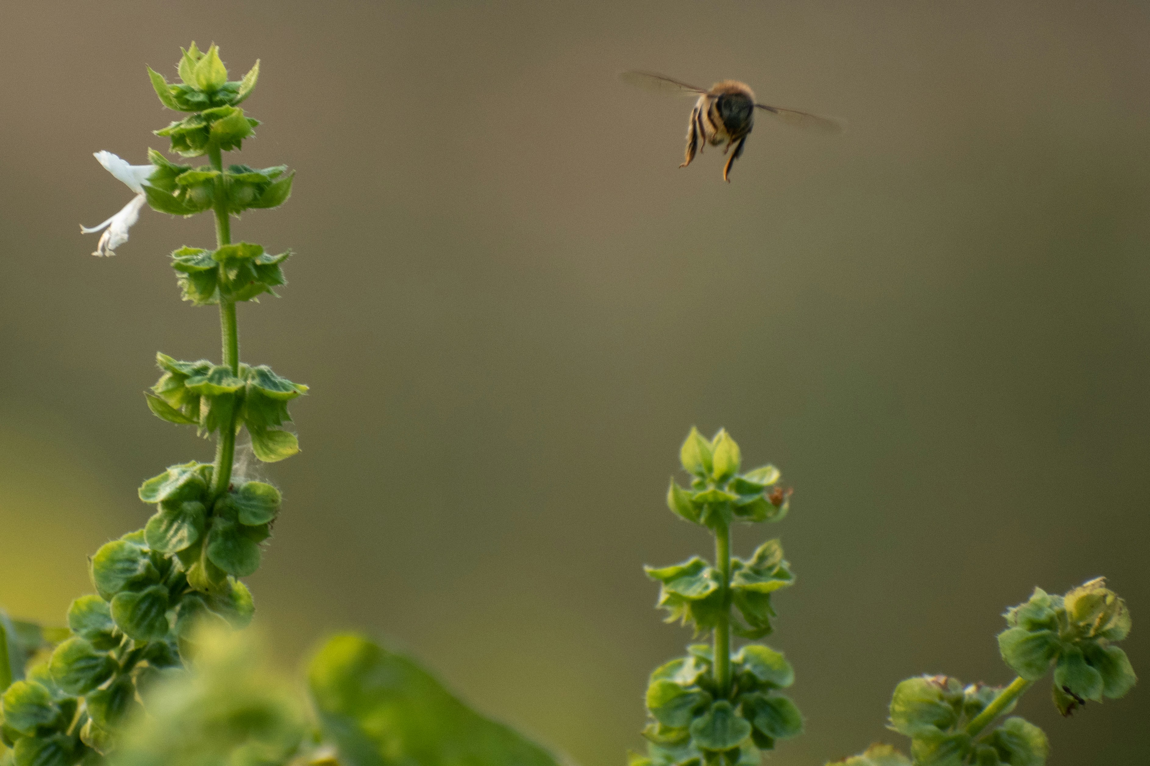Hovering Harvest: a bee midflight above sunlit herb stalks