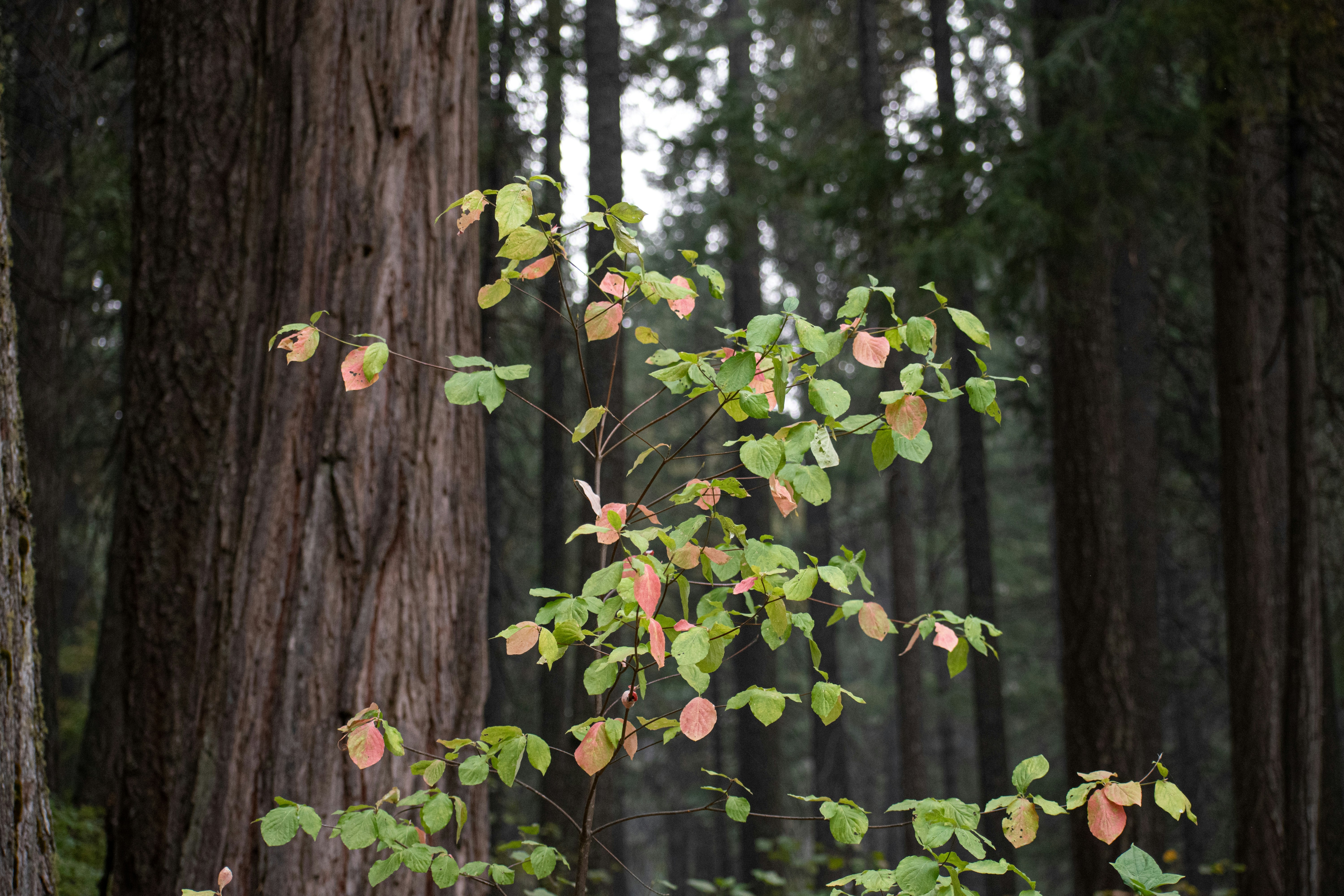 a small tree in the middle of a forest