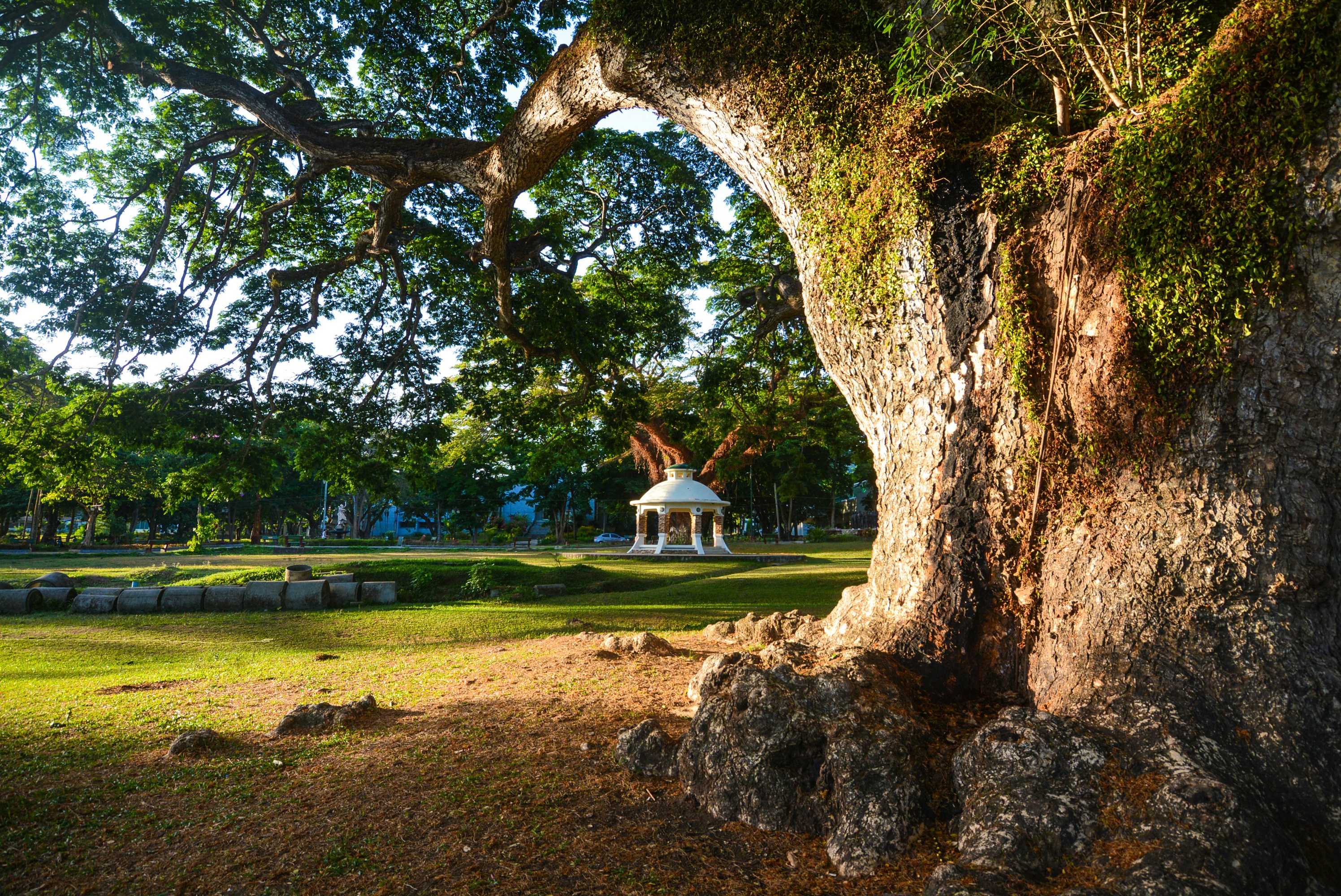 White gazebo near green trees during daytime photo – Free Los baños ...