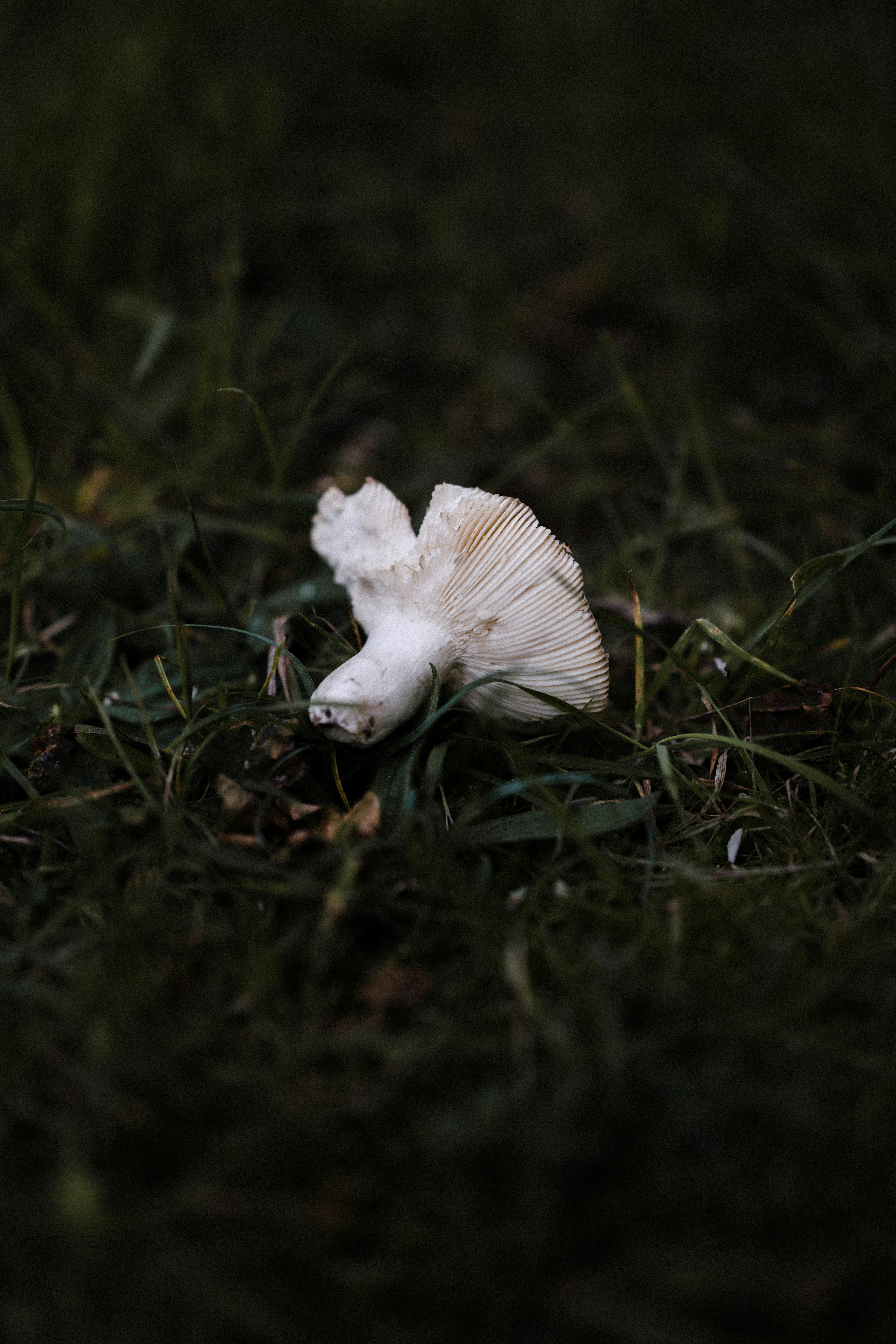Dusky Parasol: a lone mushroom resting in shadowed grass