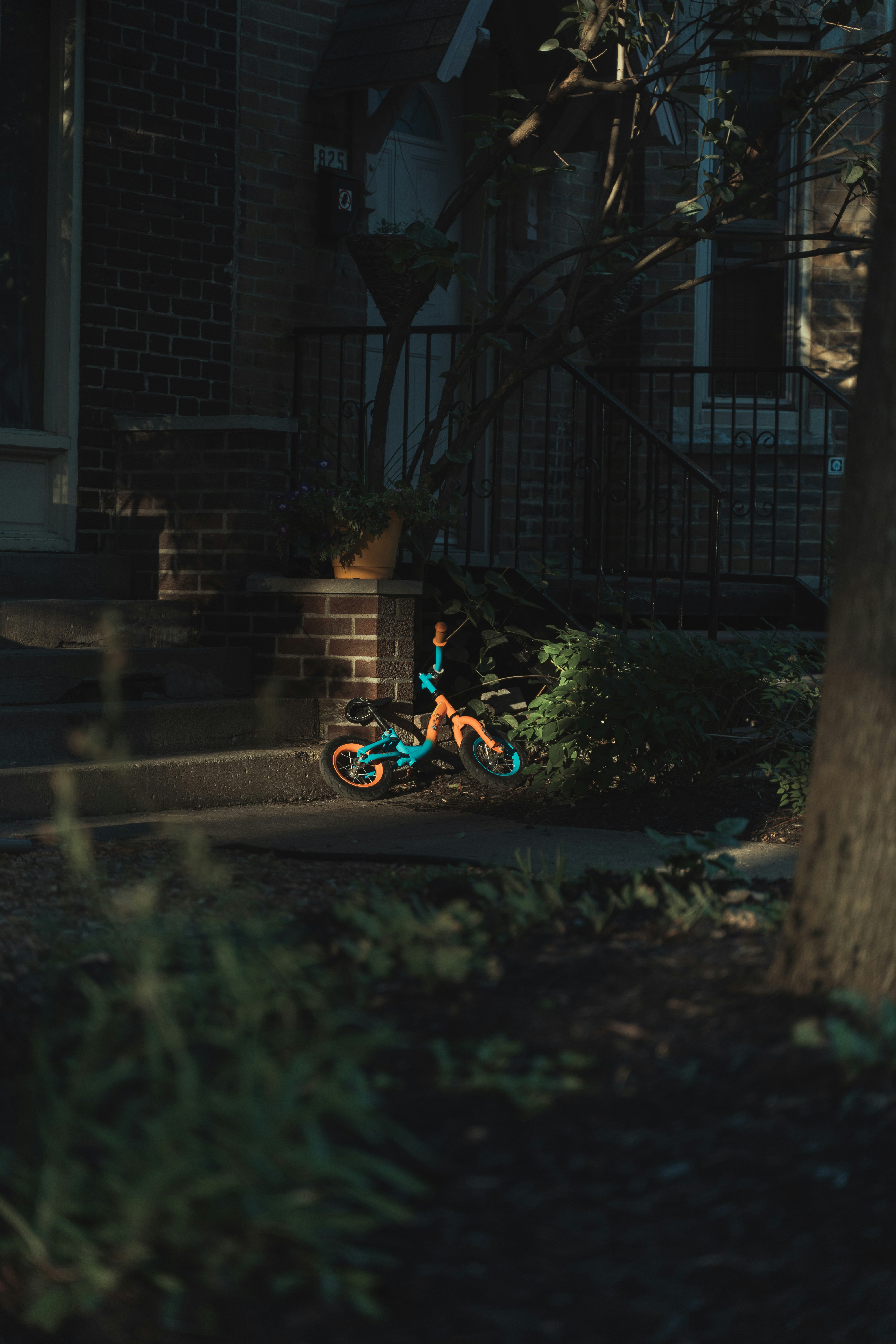 Teal-Tipped Triumph on a Dusk-Quiet Front Porch