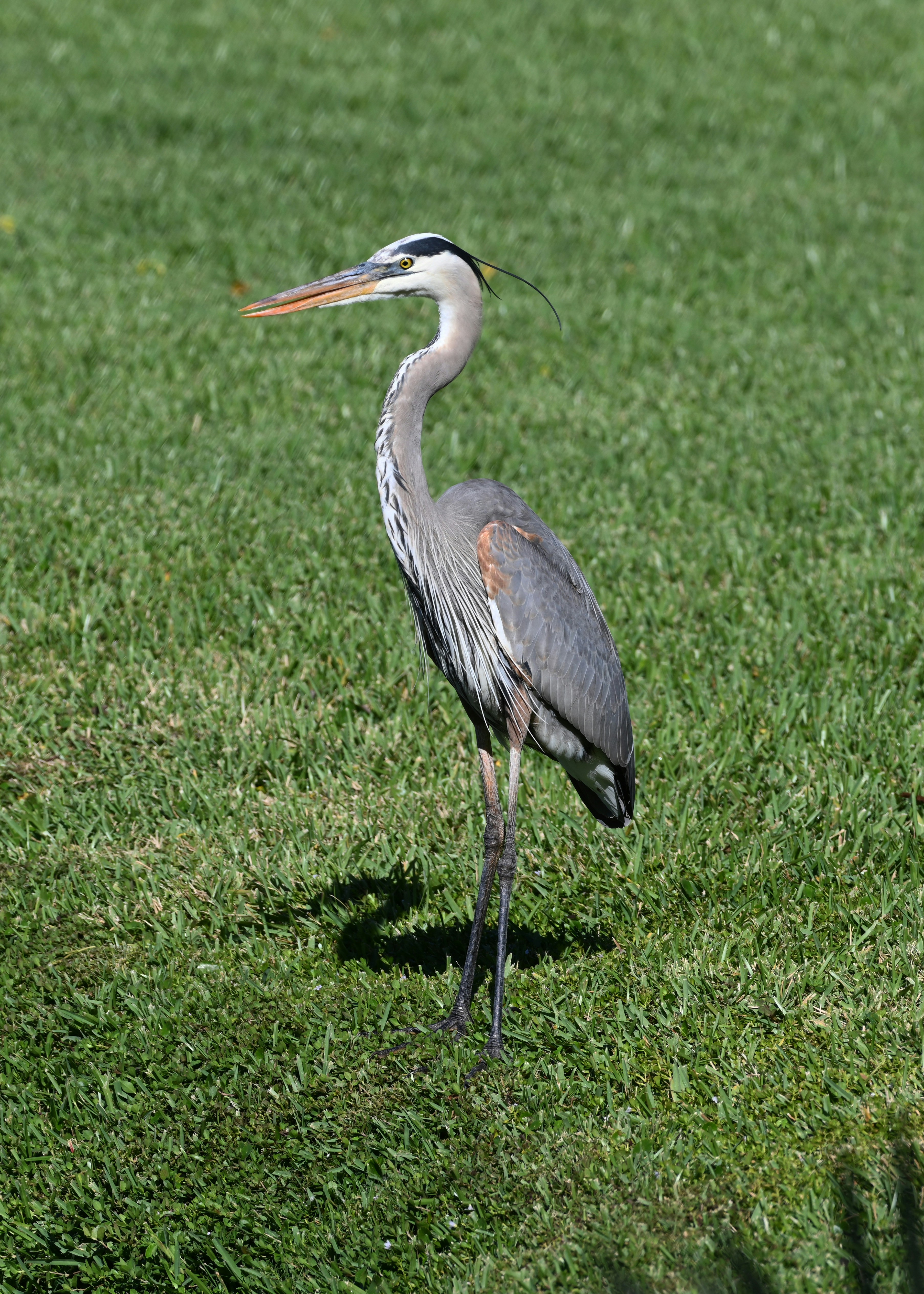 Great Blue Heron standing gracefully on the grass, showcasing its striking plumage and poised demeanor.