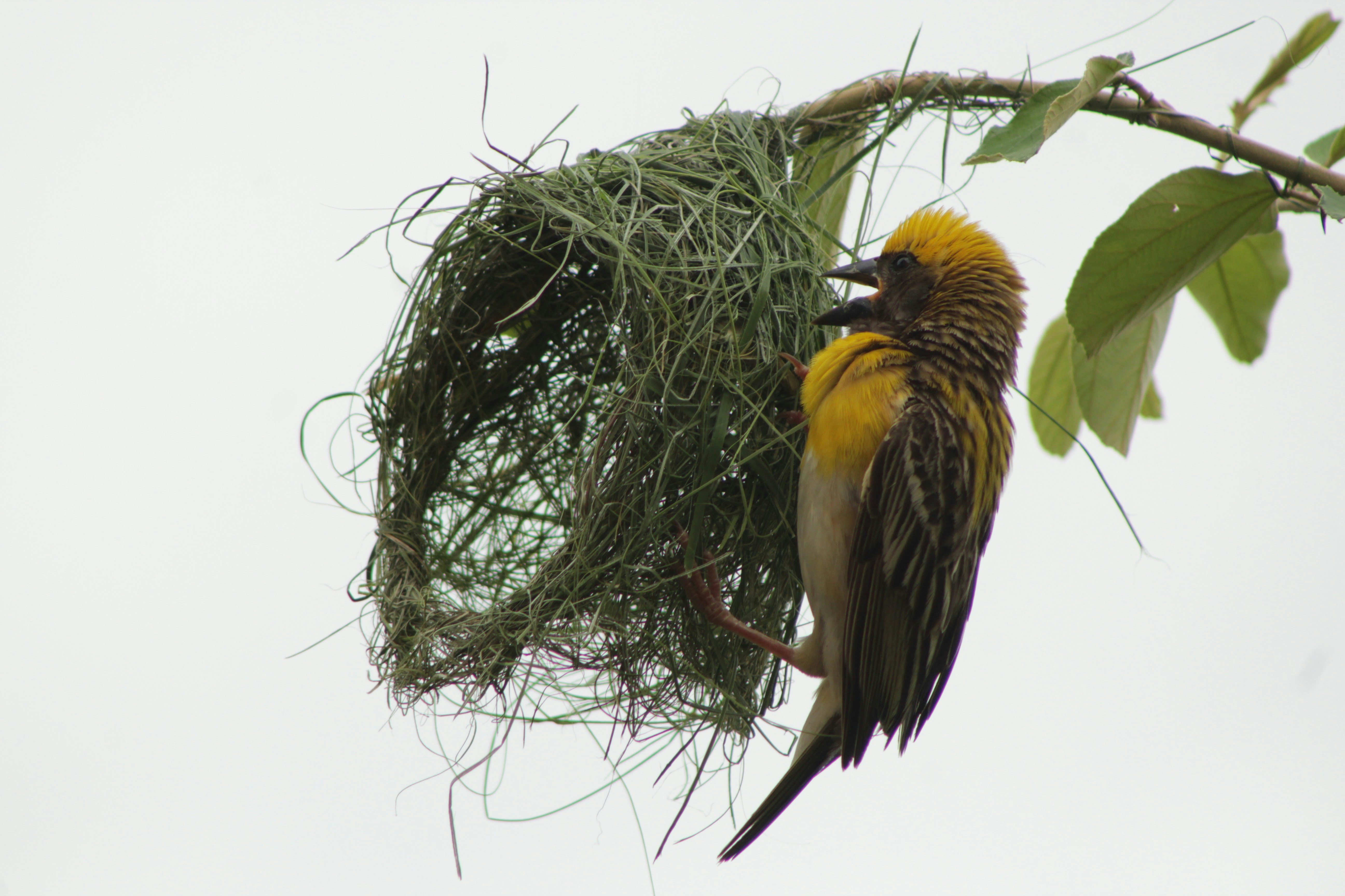 Yellow bird constructing a nest with strands of grass, showcasing intricate weaving skills against a soft, overcast backdrop.