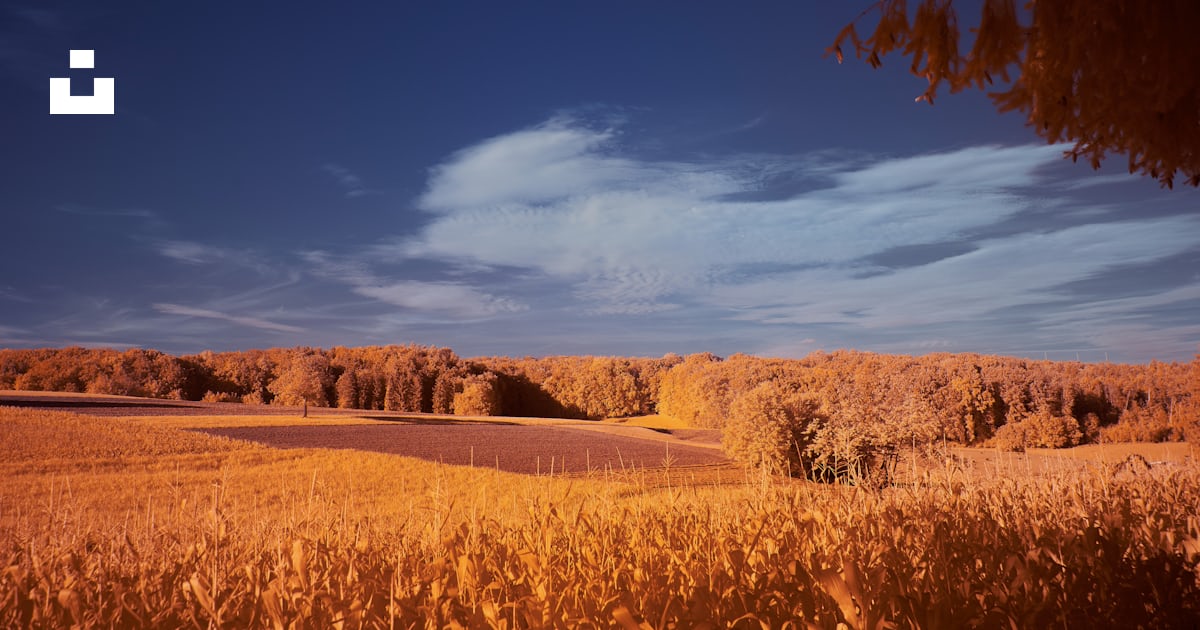 Brown Grass Field Under Blue Sky During Daytime Photo Free Landscape