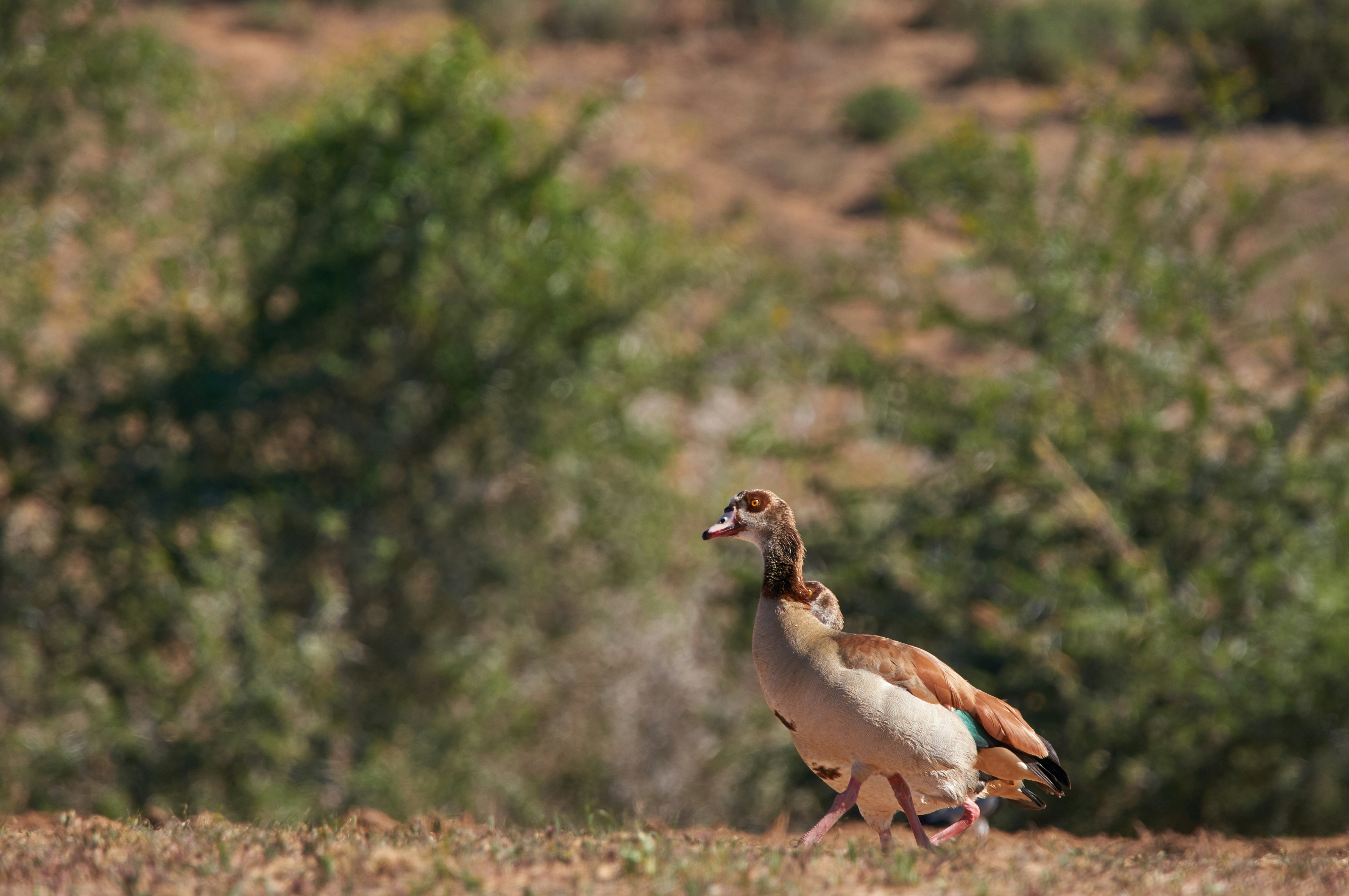 Egyptian goose walking across a sunlit landscape with soft greenery in the background.