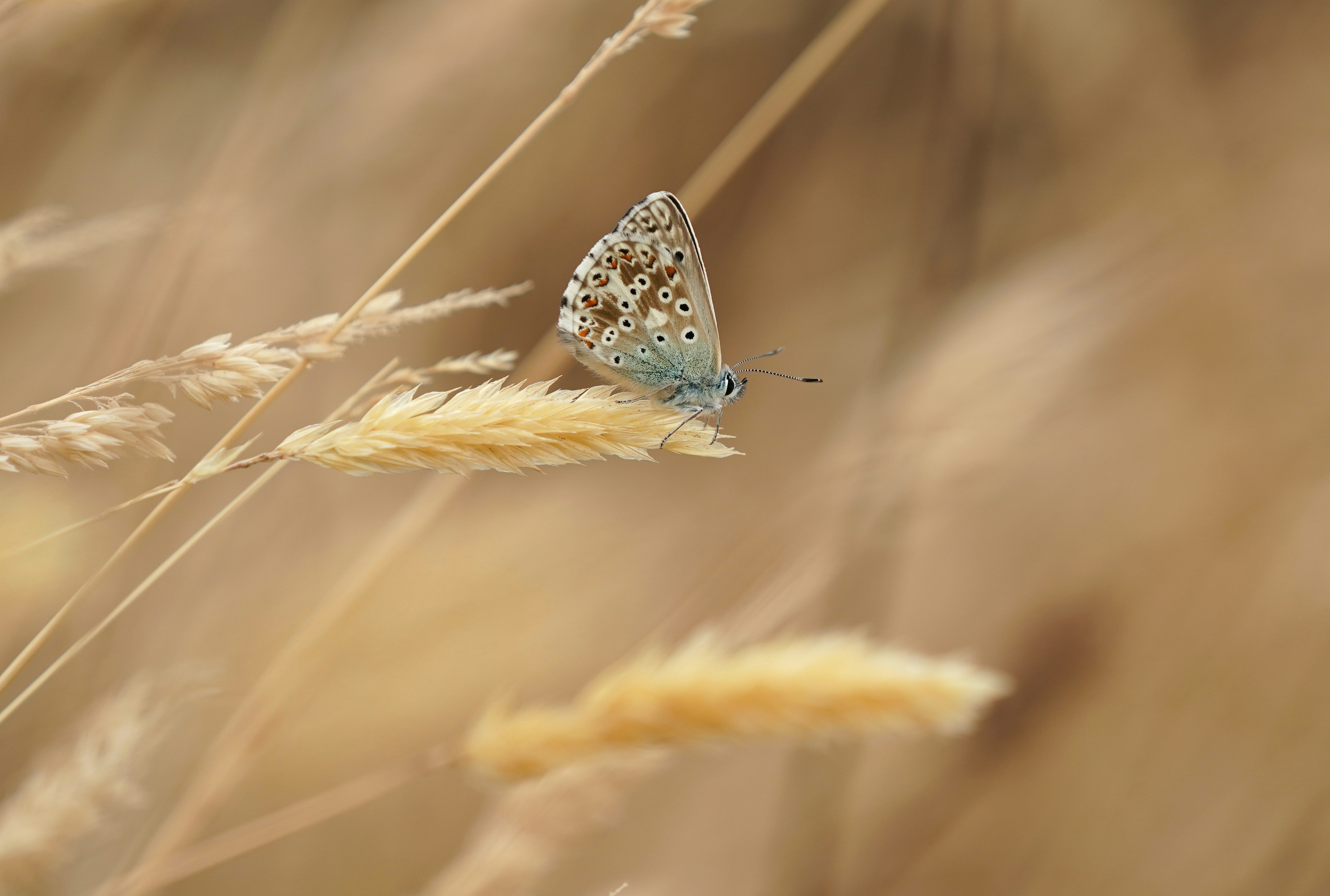 A blue butterfly rests gracefully on a golden stalk of grass, surrounded by a soft, blurred background of wheat-like vegetation.