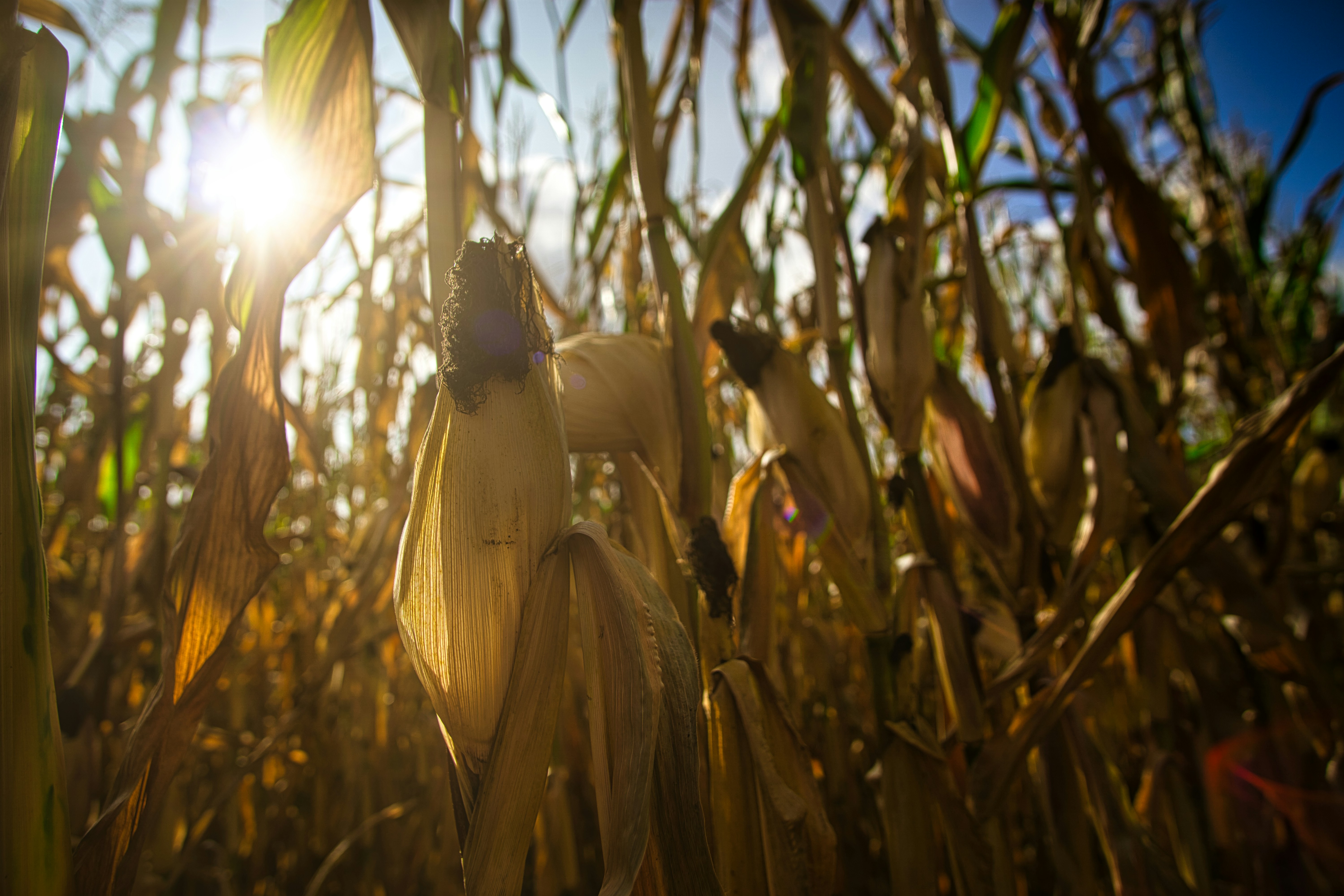 30,000+ Maize Pictures | Download Free Images on Unsplash